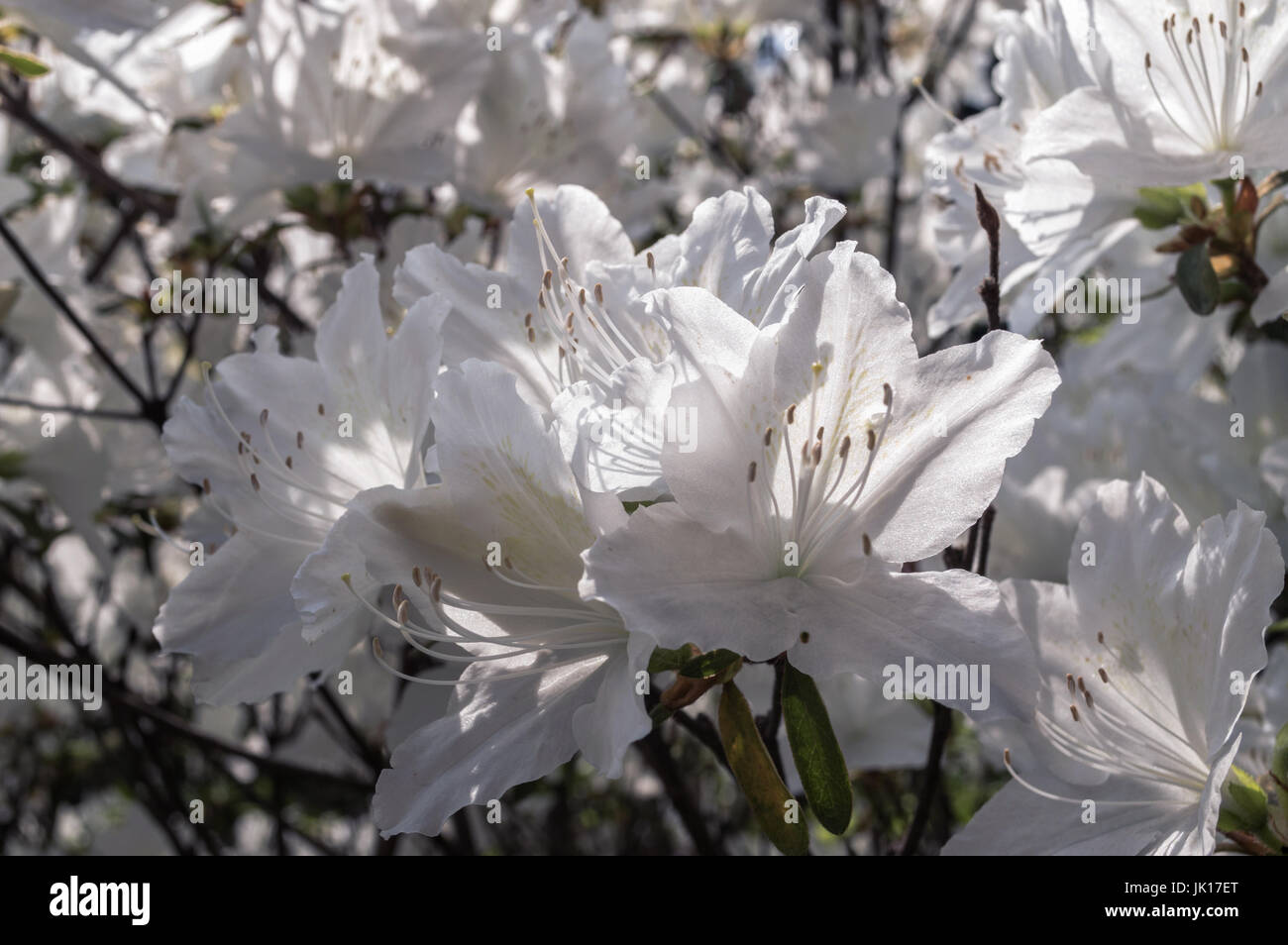 blooming white rhododendron Stock Photo - Alamy