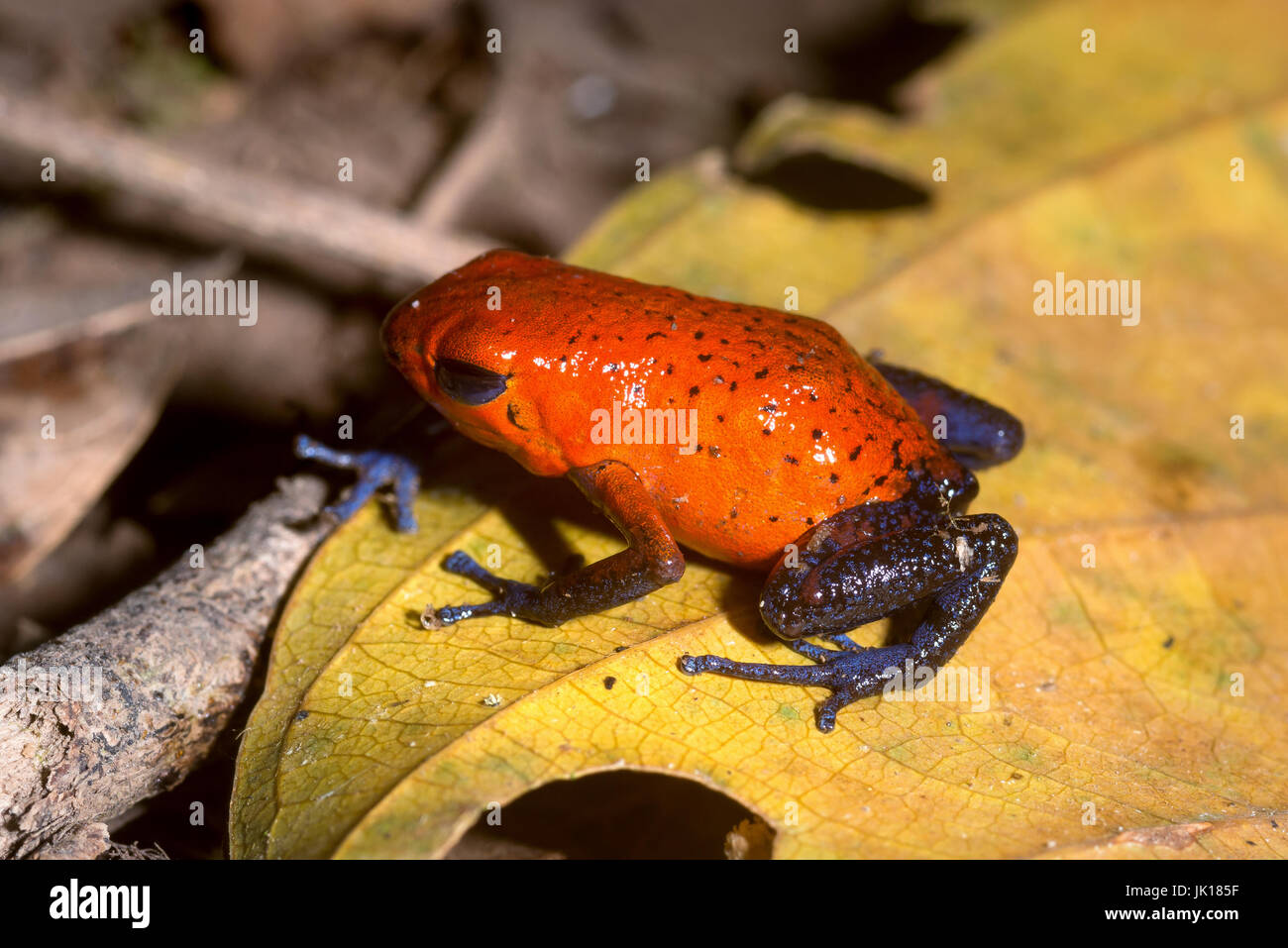 Strawberry Poison Frog, “Oophaga pumilio”-La Selva, Costa Rica Stock ...