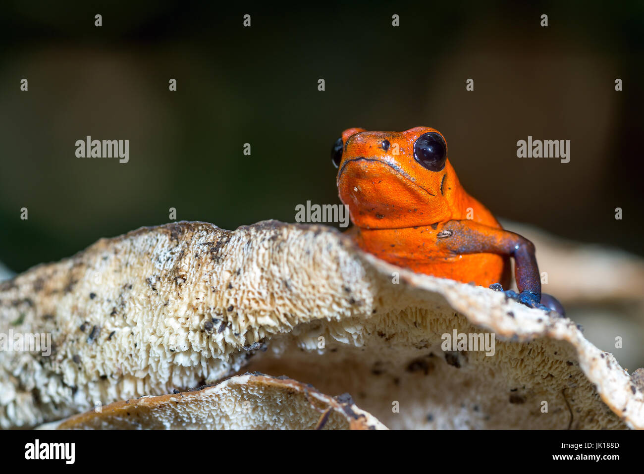 Strawberry Poison Frog, “Oophaga pumilio”-Sarapiqui, Costa Rica Stock ...