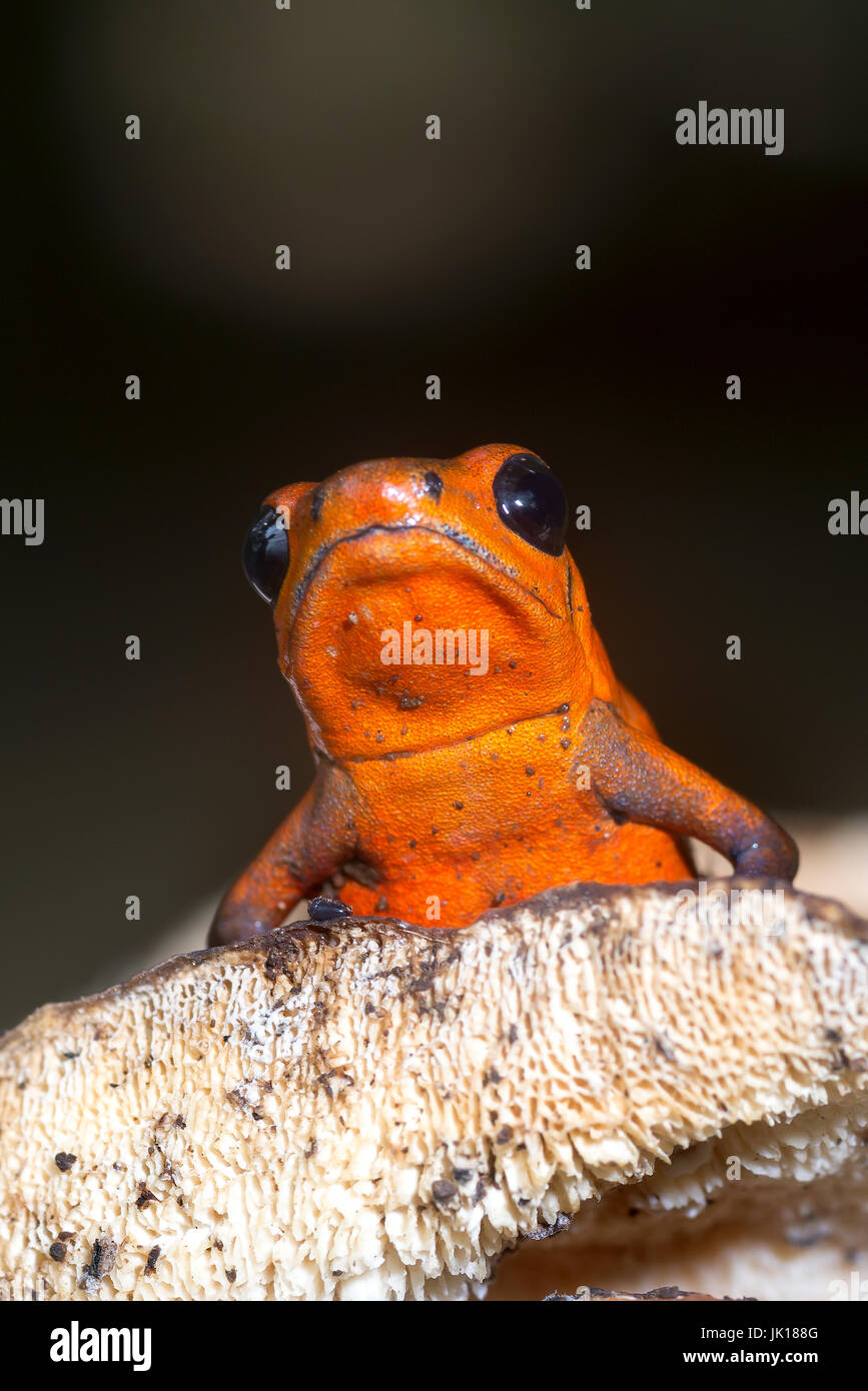 Strawberry Poison Frog, “Oophaga pumilio”-Sarapiqui, Costa Rica Stock ...