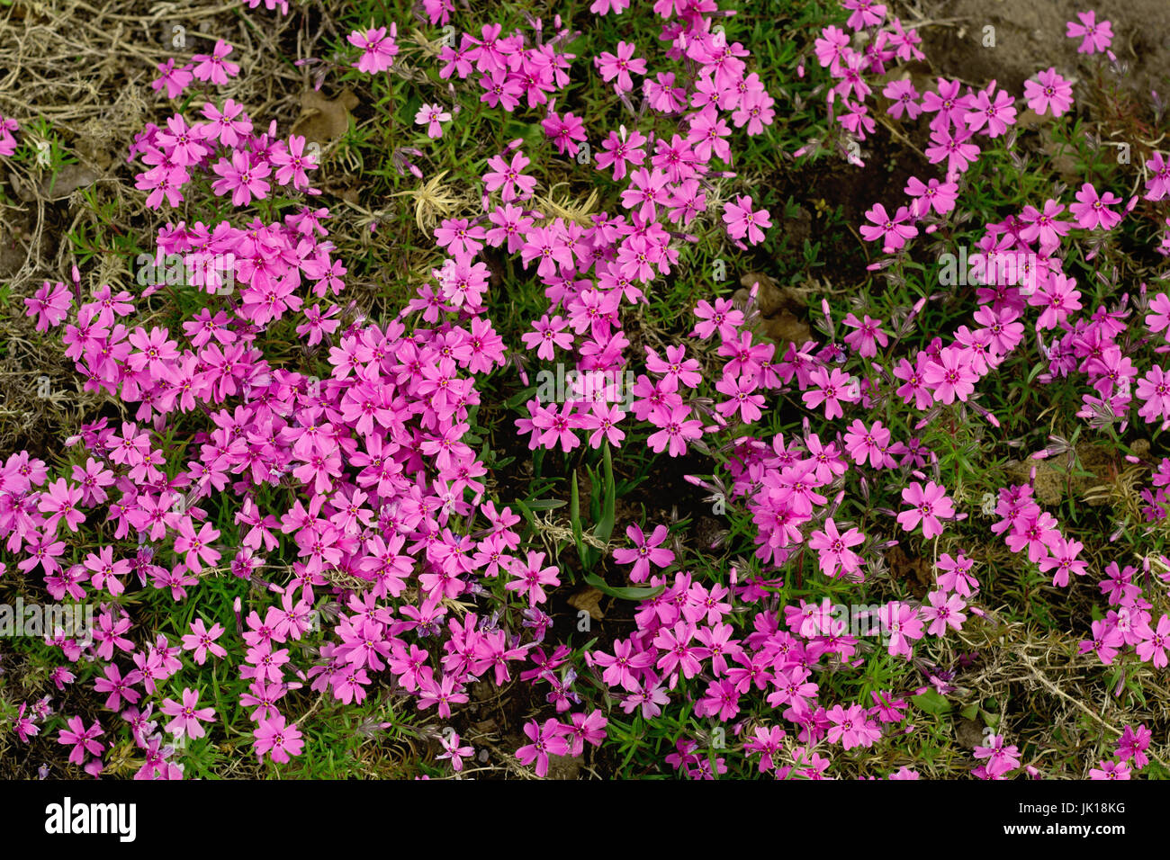 pink forget-me-not flowers. top view Stock Photo - Alamy