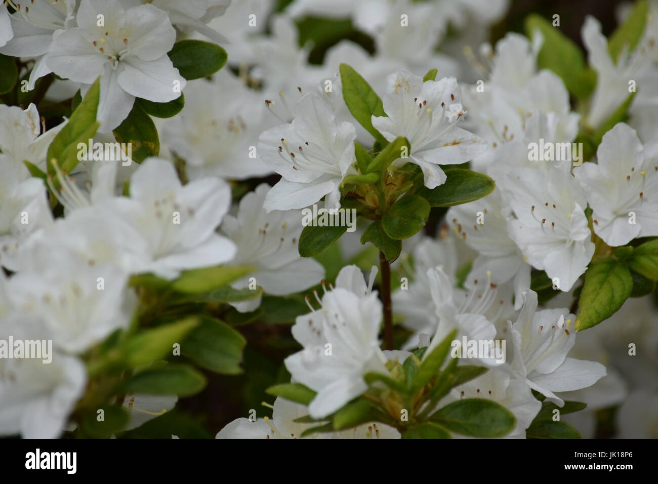 White azalea or rhododendron flowers, natural background image Stock ...