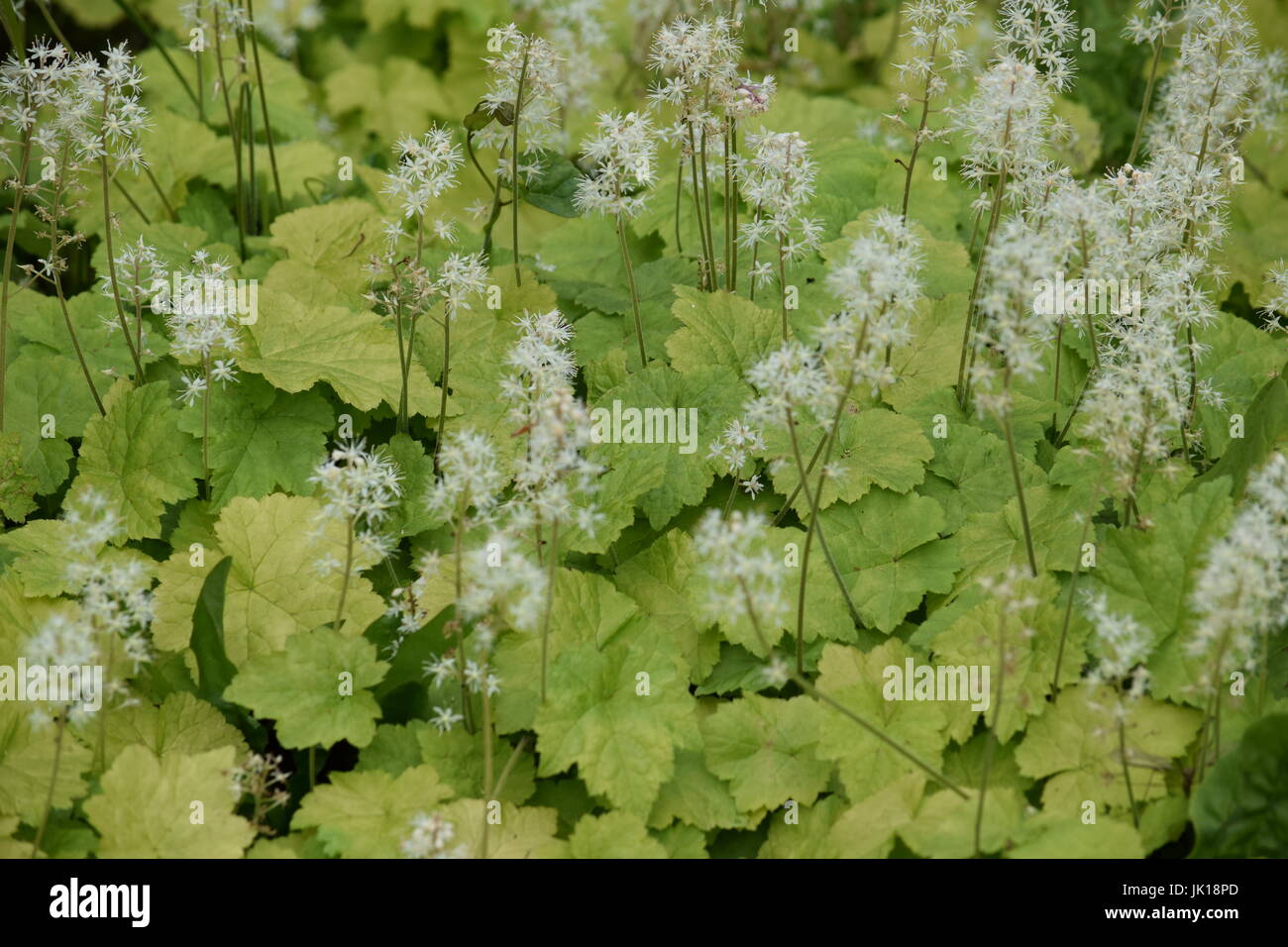 Telema grandiflora flowers Stock Photo - Alamy
