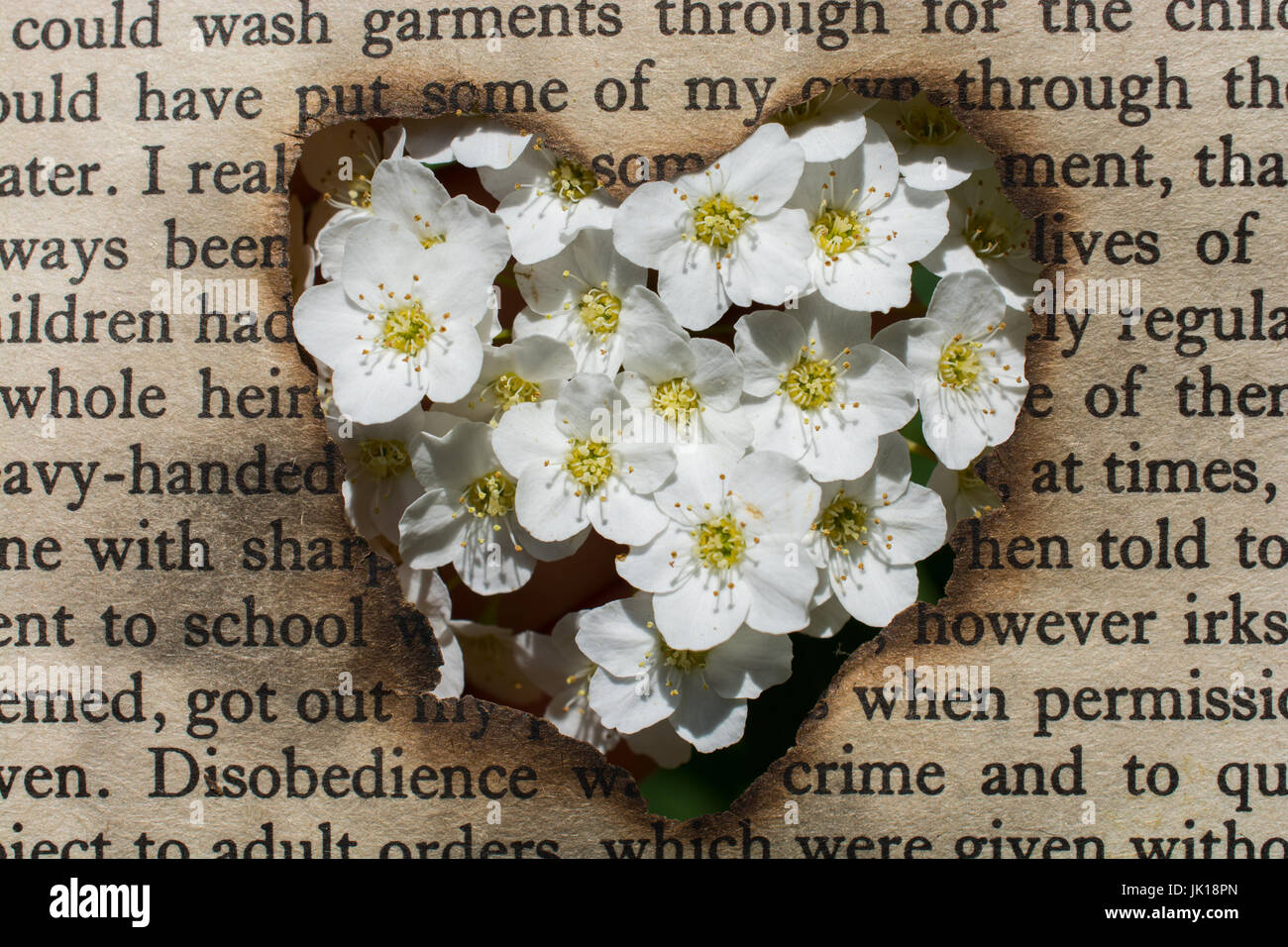 Flowers seen through heart shape cut out of cardboard Stock Photo - Alamy