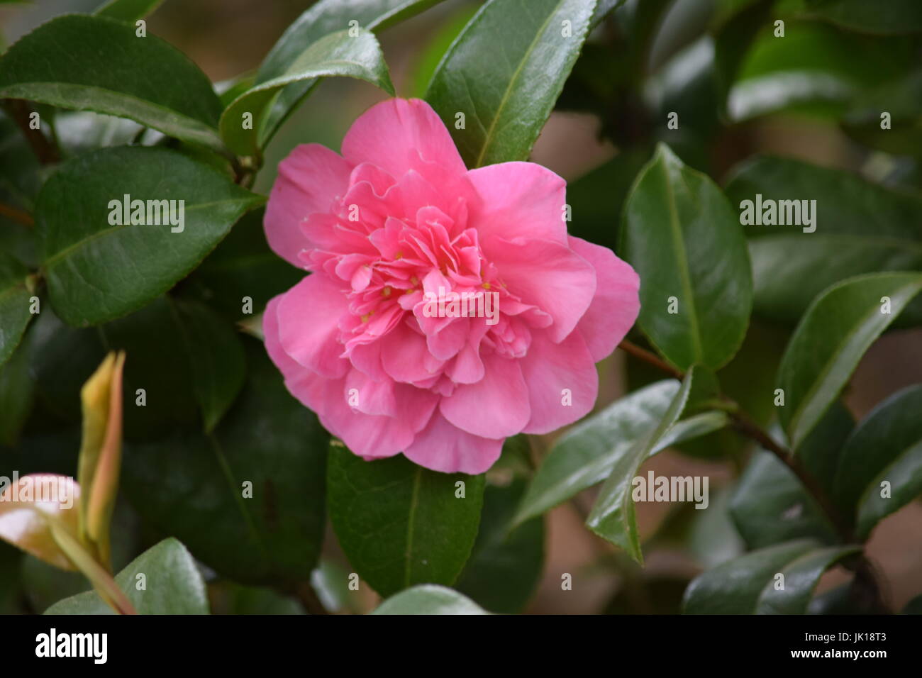 Pink camellia flower Stock Photo - Alamy