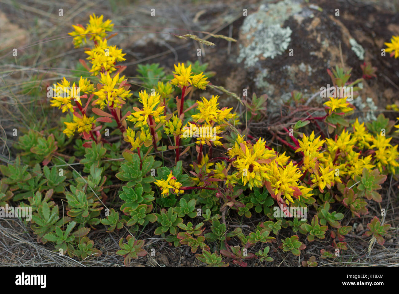 Delosperma congestum grows in the Ural steppes Stock Photo - Alamy