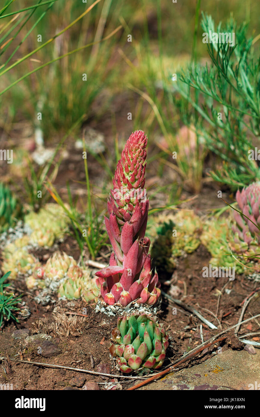 a succulent in the steppe in Ural Stock Photo - Alamy