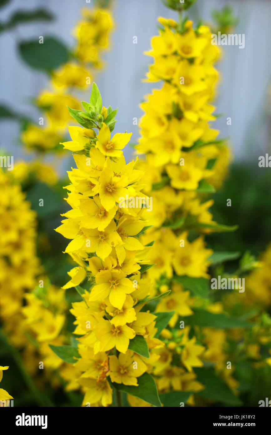 beautiful yellow flowers in the garden Stock Photo - Alamy