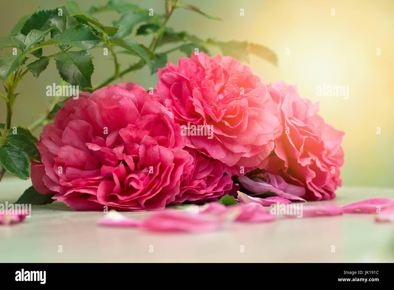 beautiful fluffy pink roses are on the table, toned Stock Photo - Alamy