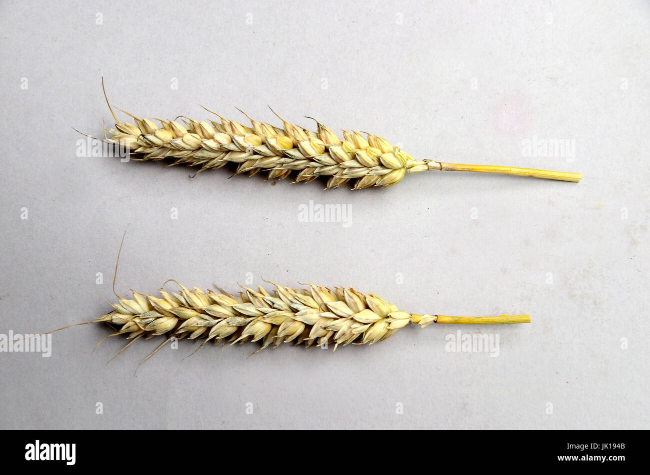 Wheat head hi-res stock photography and images - Alamy