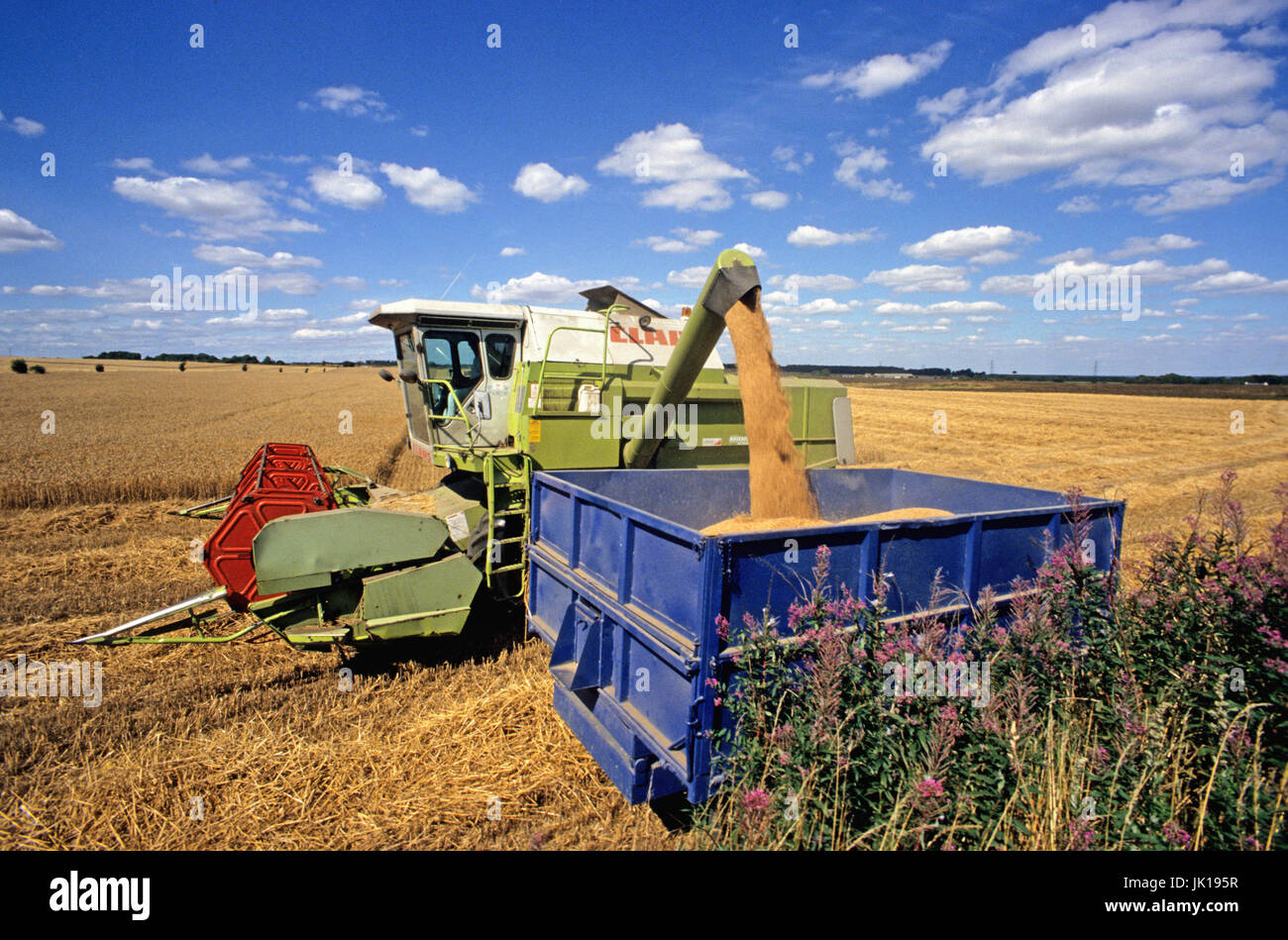combine harvester emptying harvested grain into trailer at side of ...