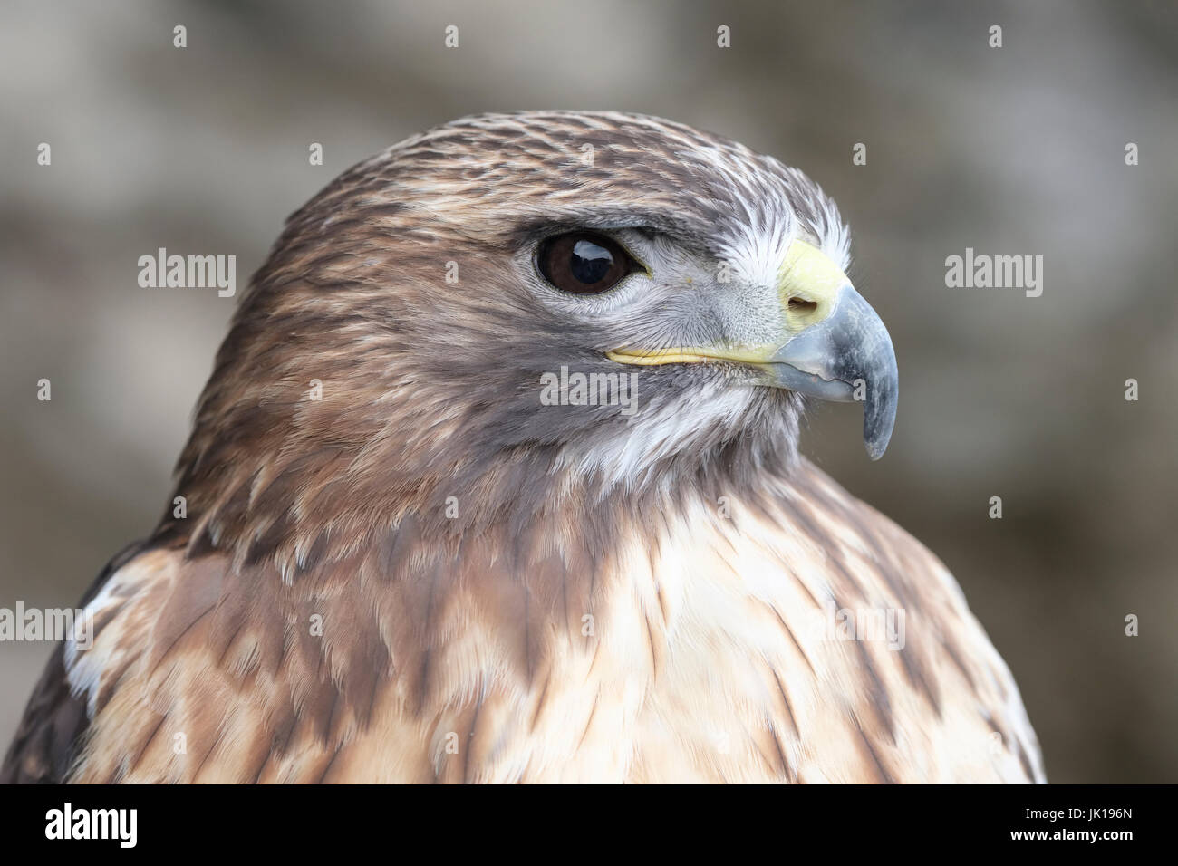 American red tailed hawk hi-res stock photography and images - Alamy
