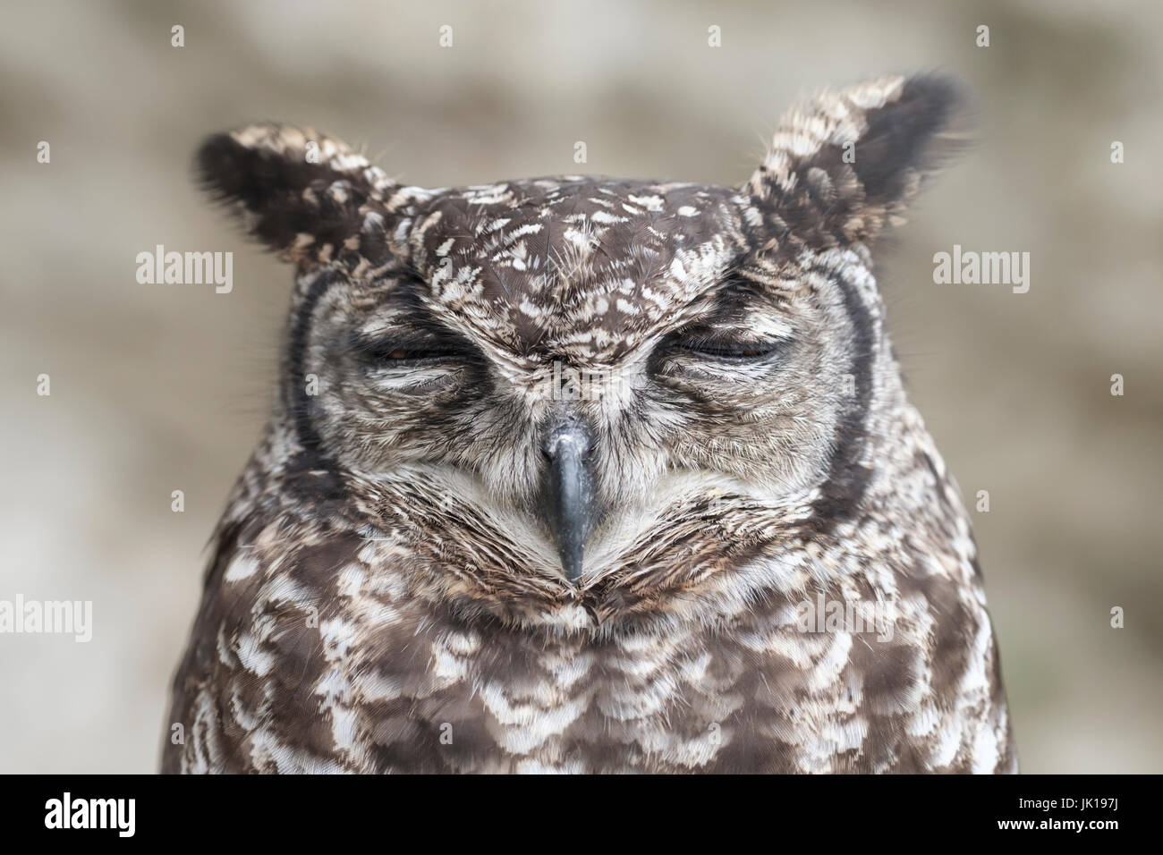 Captivity animals birds hi-res stock photography and images - Alamy
