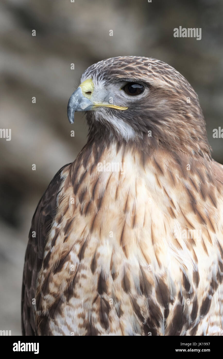 American Red Tailed Hawk in Captivity with badly overgrown beak Stock ...