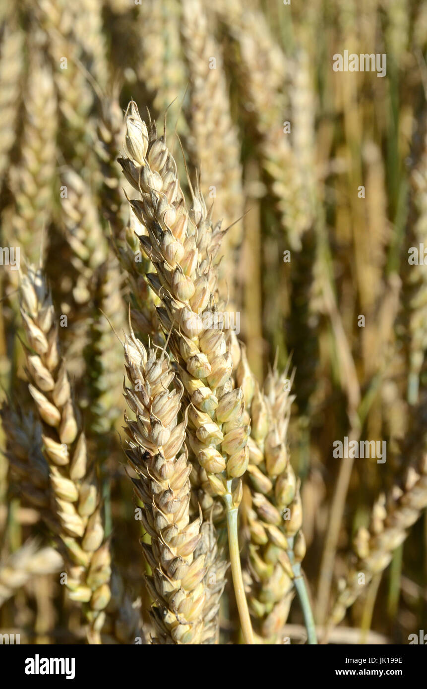 Wheat close up Stock Photo - Alamy