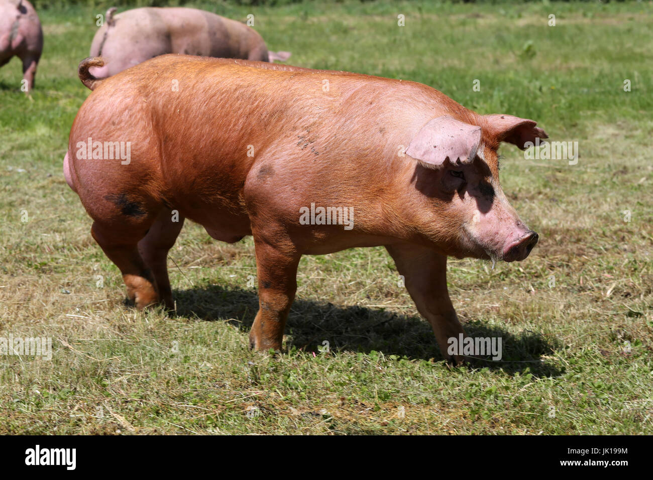 Domestic pigs grazing on animal farm summertime Stock Photo - Alamy