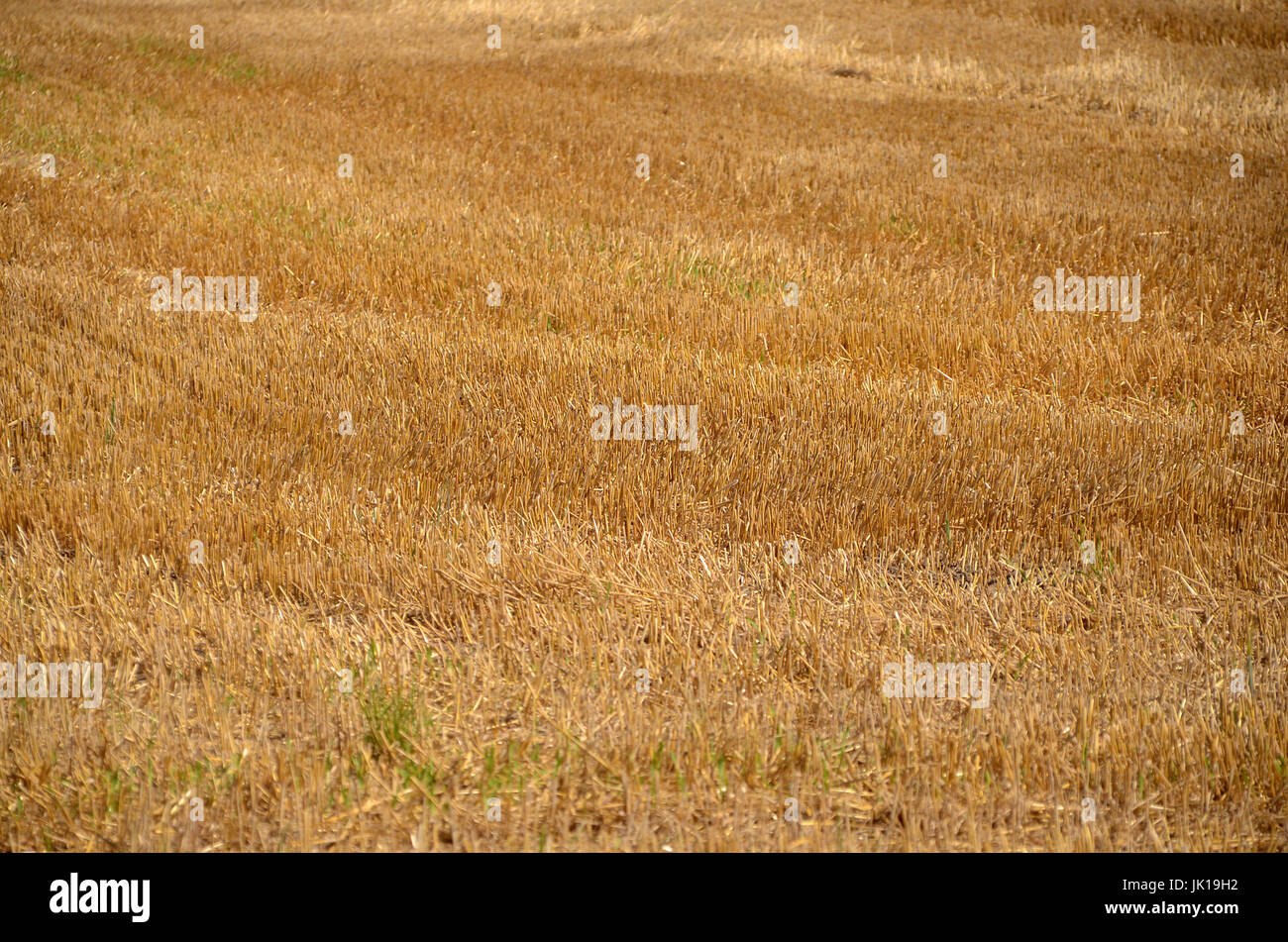 Stubble field after harvest Stock Photo - Alamy
