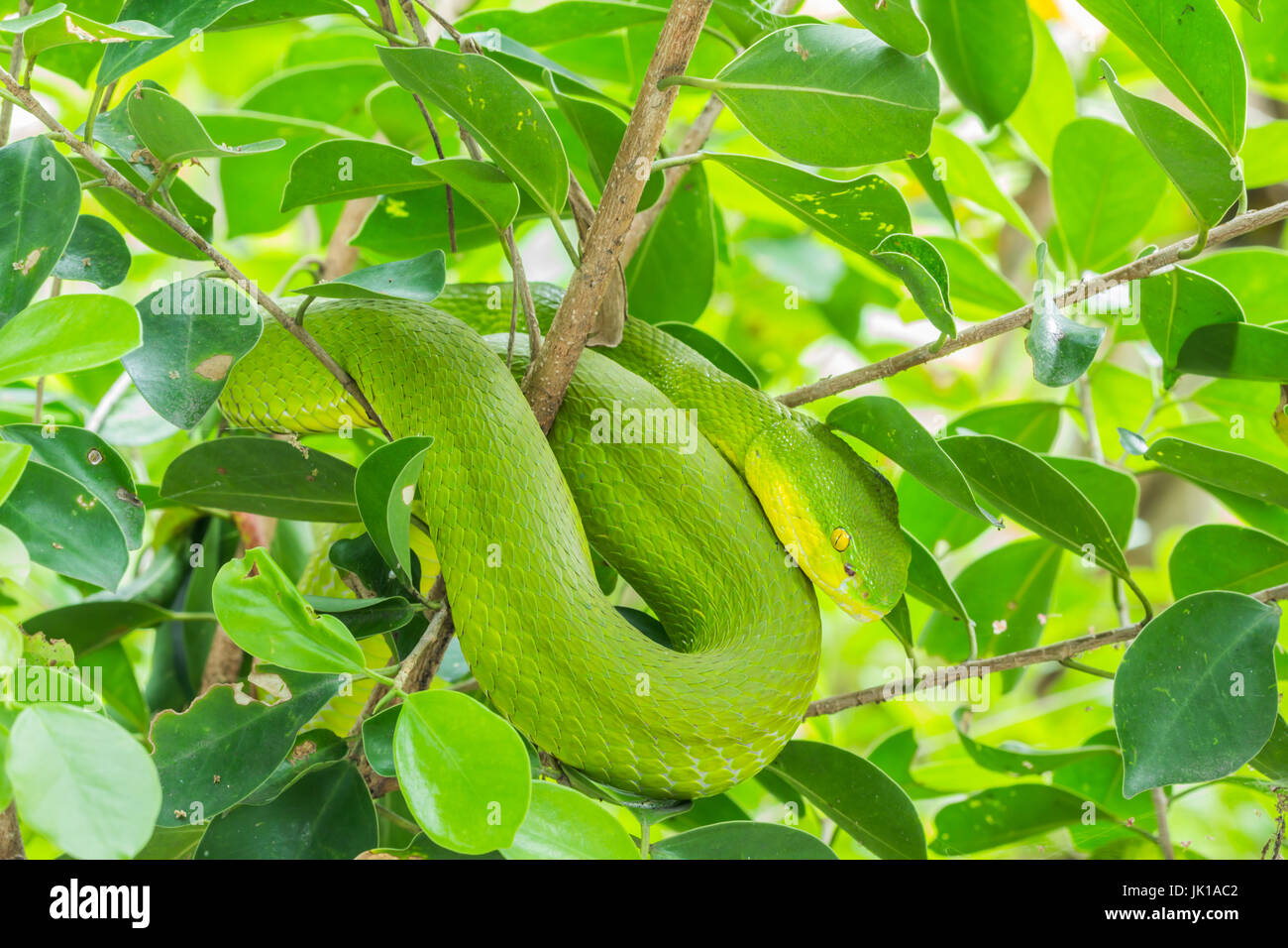 Snake curled up hi-res stock photography and images - Alamy