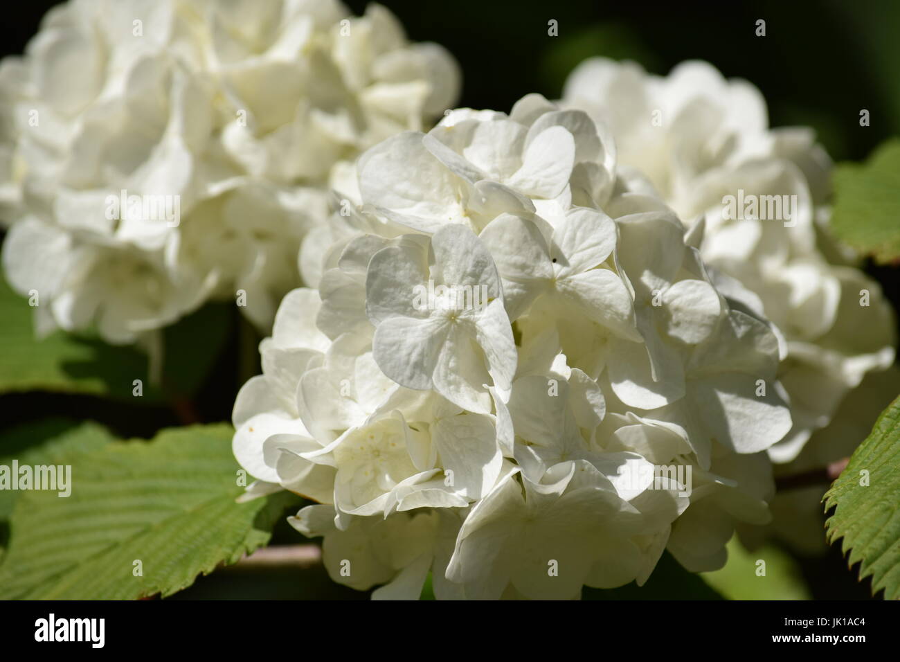 White hydrangea flowers Stock Photo - Alamy