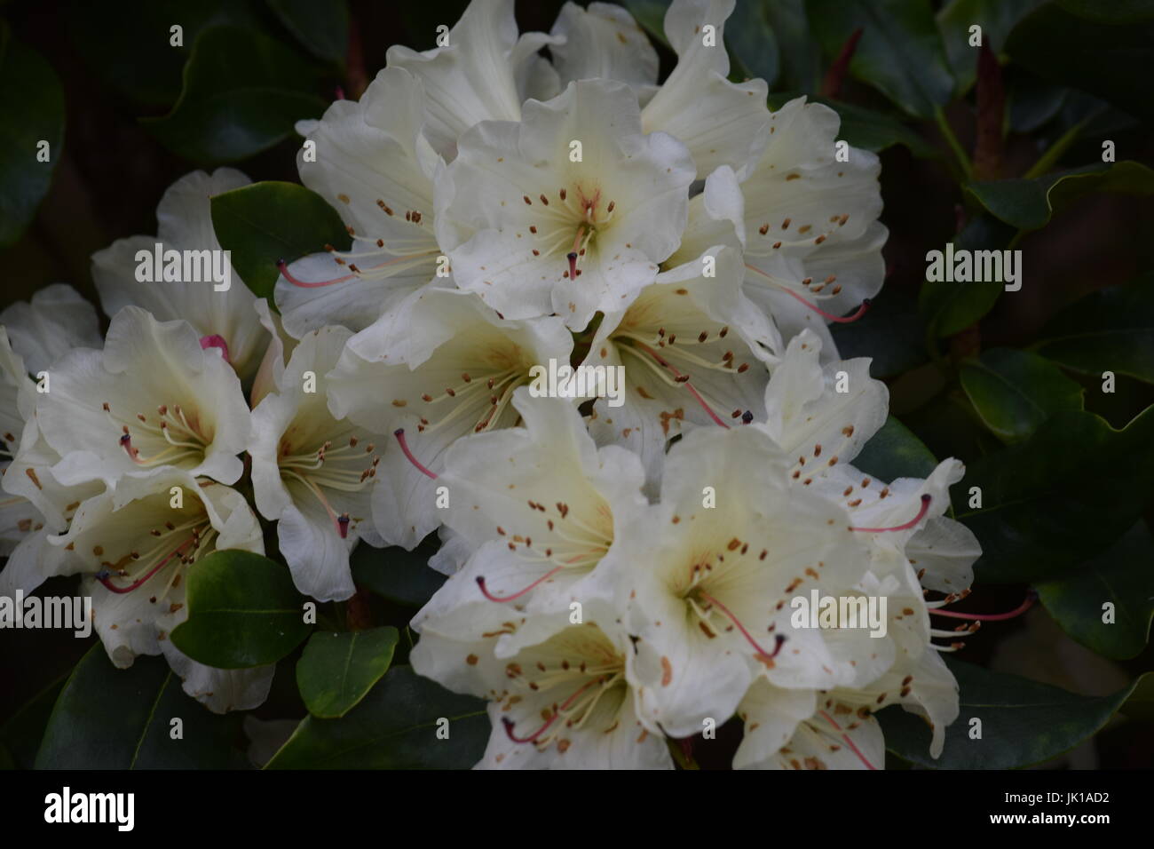 White azalea or rhododendron flowers, natural background image Stock ...