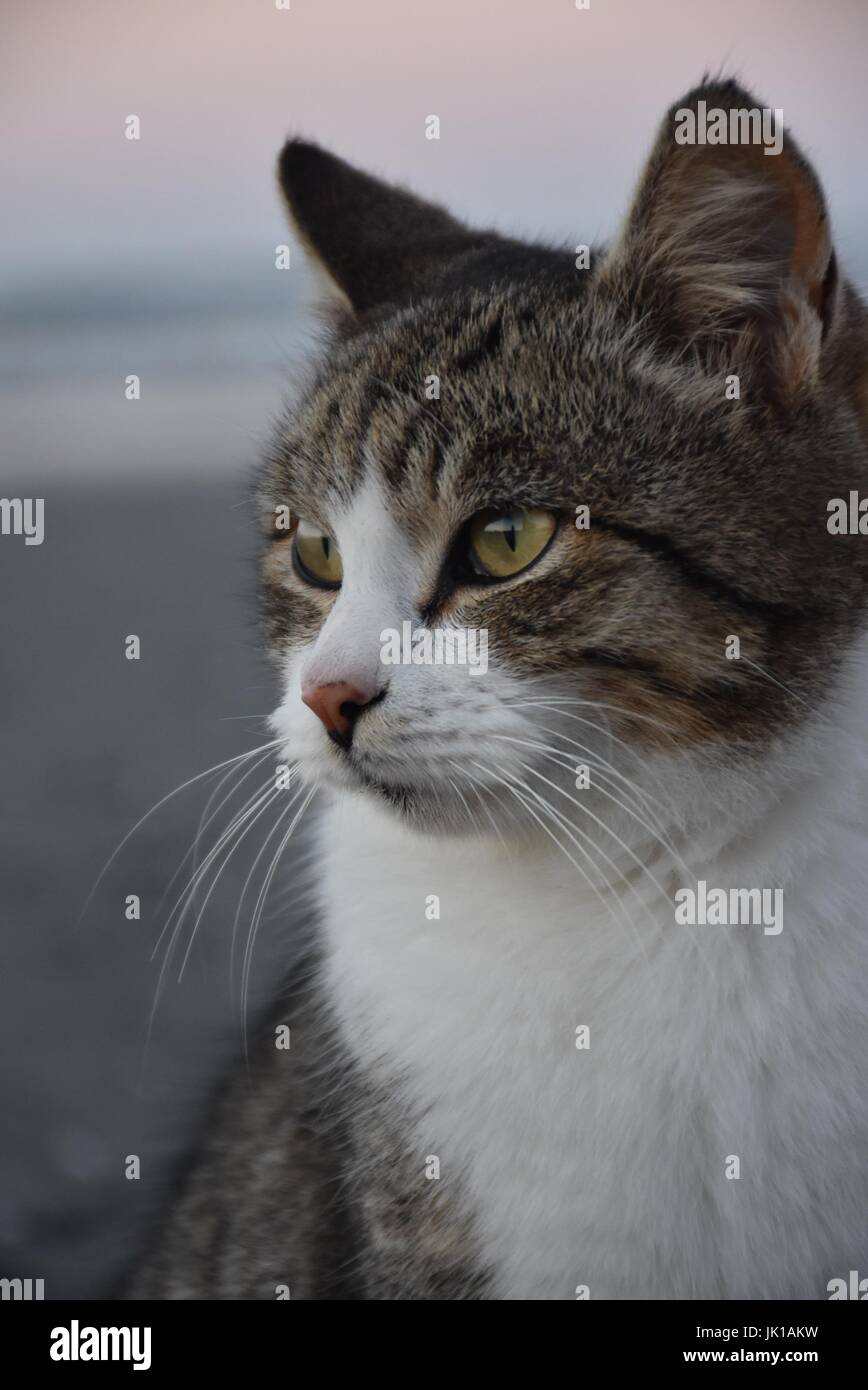 Cat looking for hunt Stock Photo - Alamy
