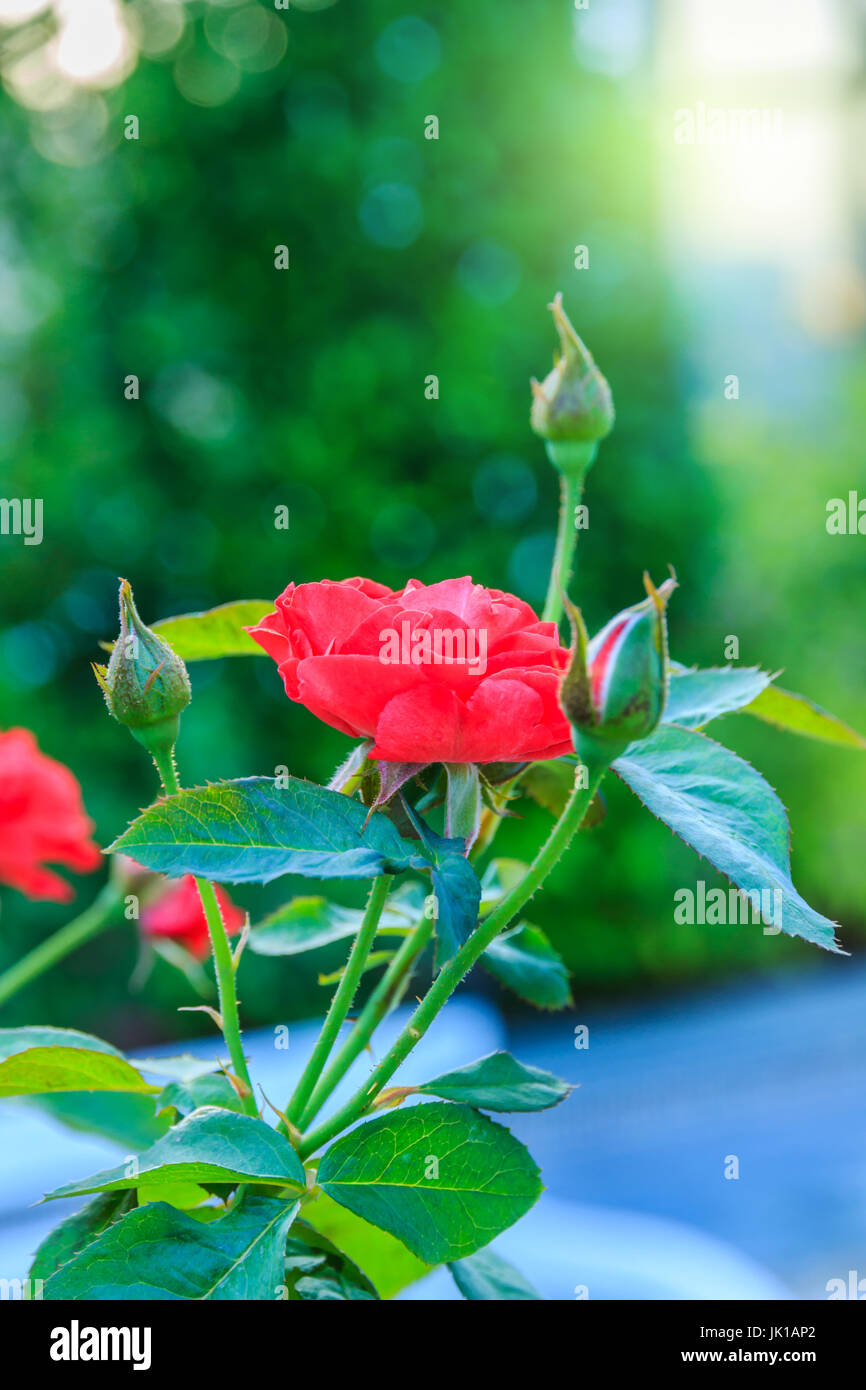 Red rose with stem in the garden Stock Photo - Alamy