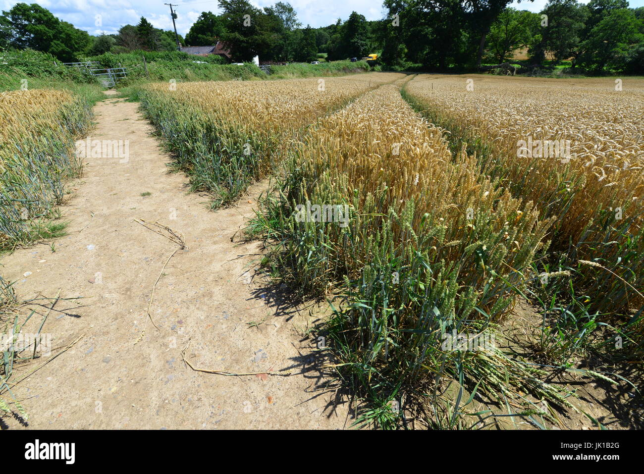 A corn field in West Sussex, England Stock Photo - Alamy