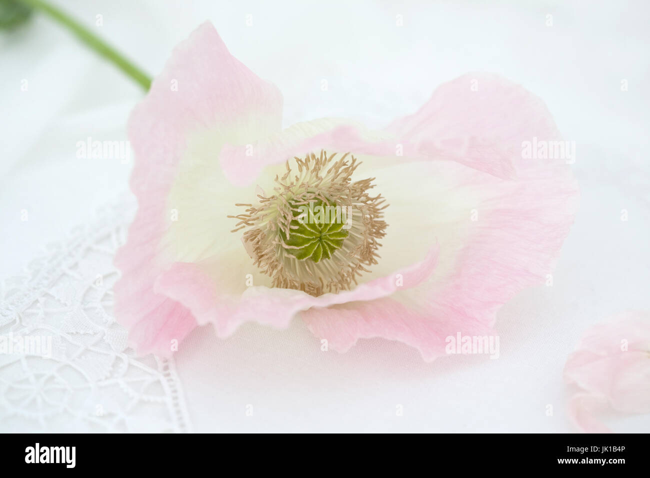 Pale Poppy High Resolution Stock Photography and Images - Alamy