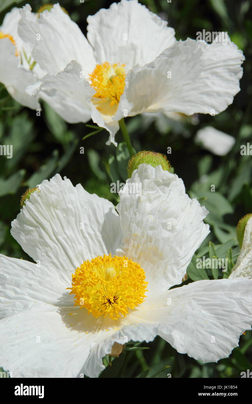 Californian tree poppy (Romneya coulteri), in full bloom in the summer ...
