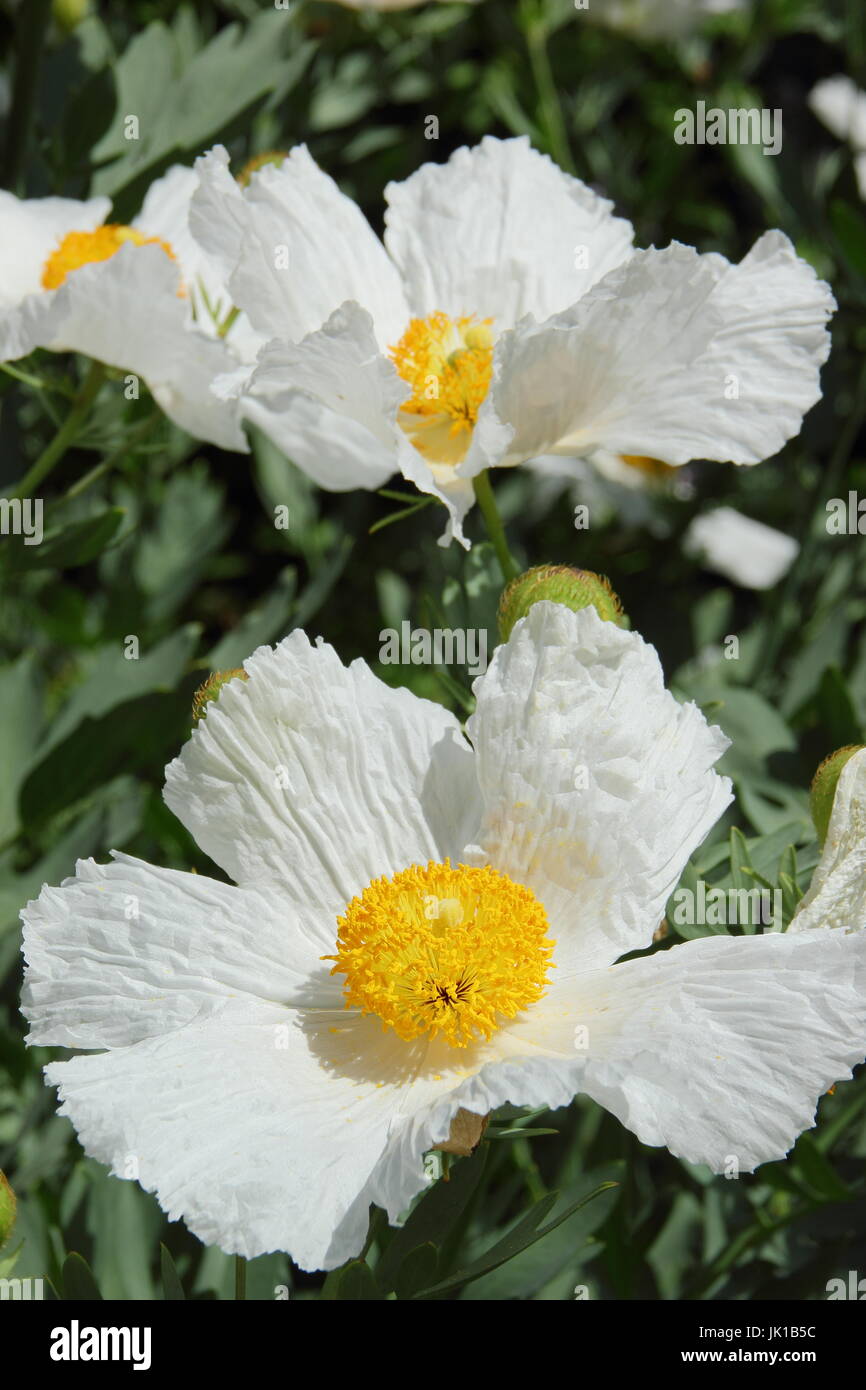 Romneya coulteri flowering hi-res stock photography and images - Alamy