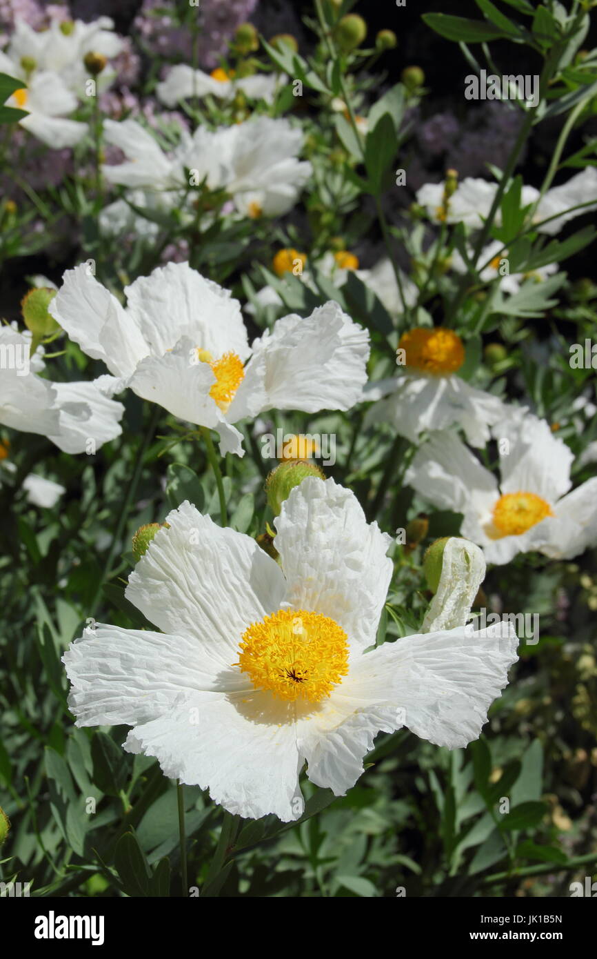Tree poppy hi-res stock photography and images - Alamy
