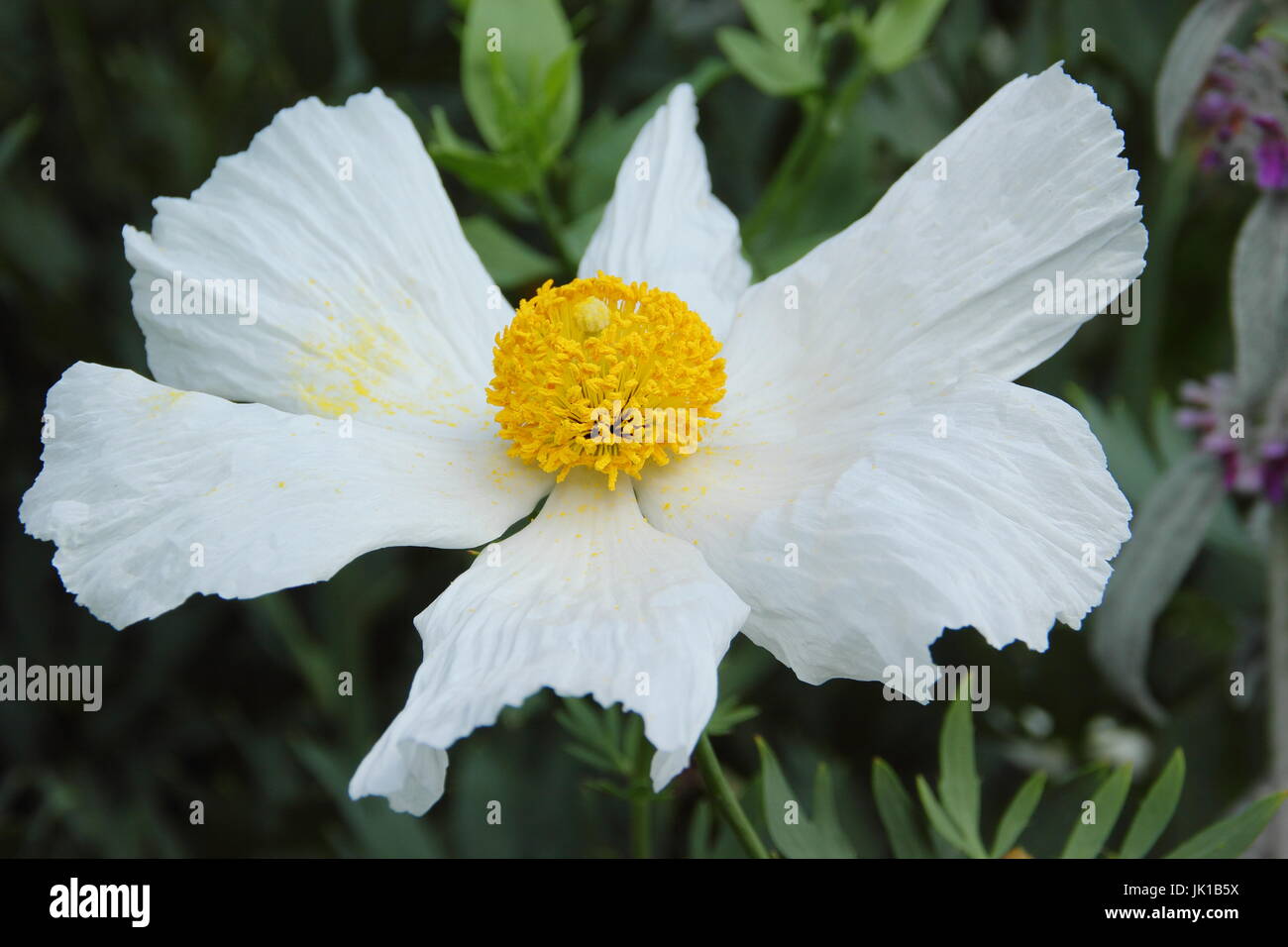 Tree poppy hi-res stock photography and images - Alamy
