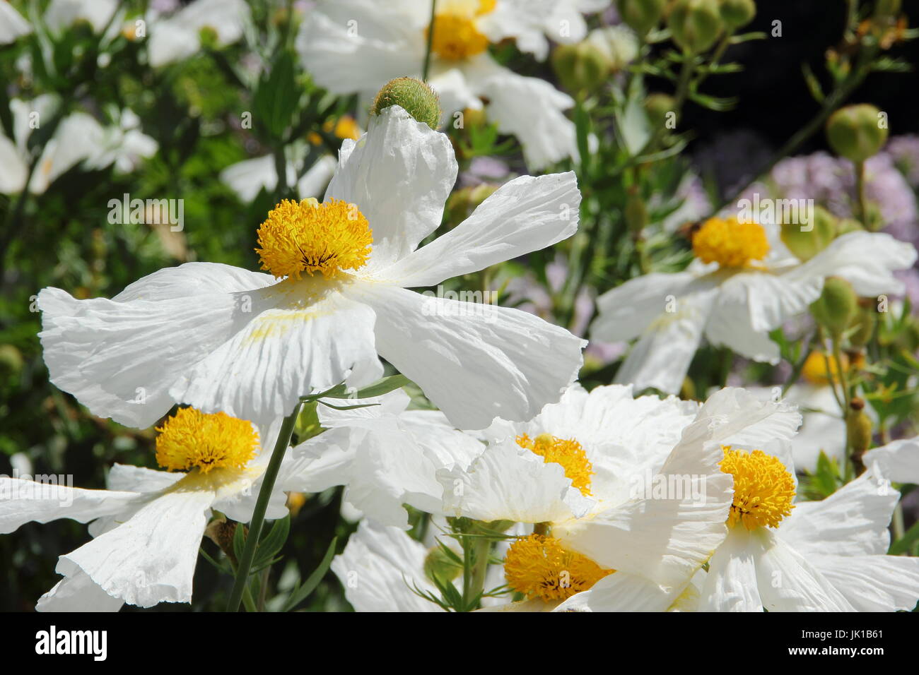 Californian poppy flowers hi-res stock photography and images - Alamy