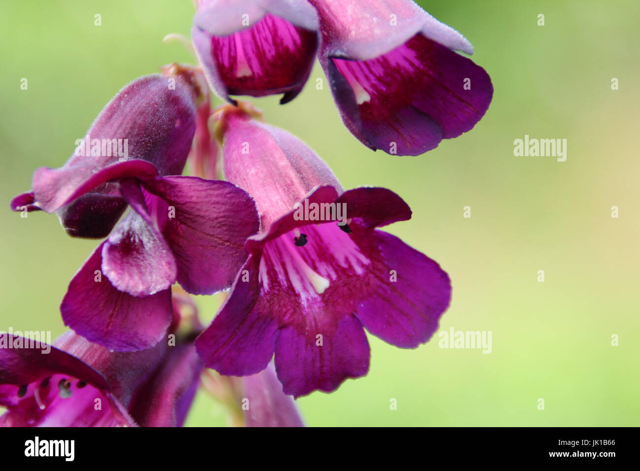 Raven penstemon hi-res stock photography and images - Alamy