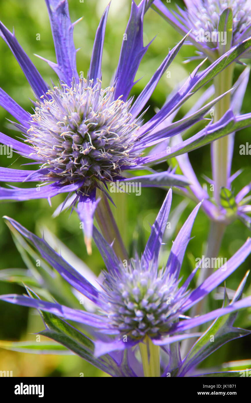 Eryngium picos blue High Resolution Stock Photography and Images - Alamy