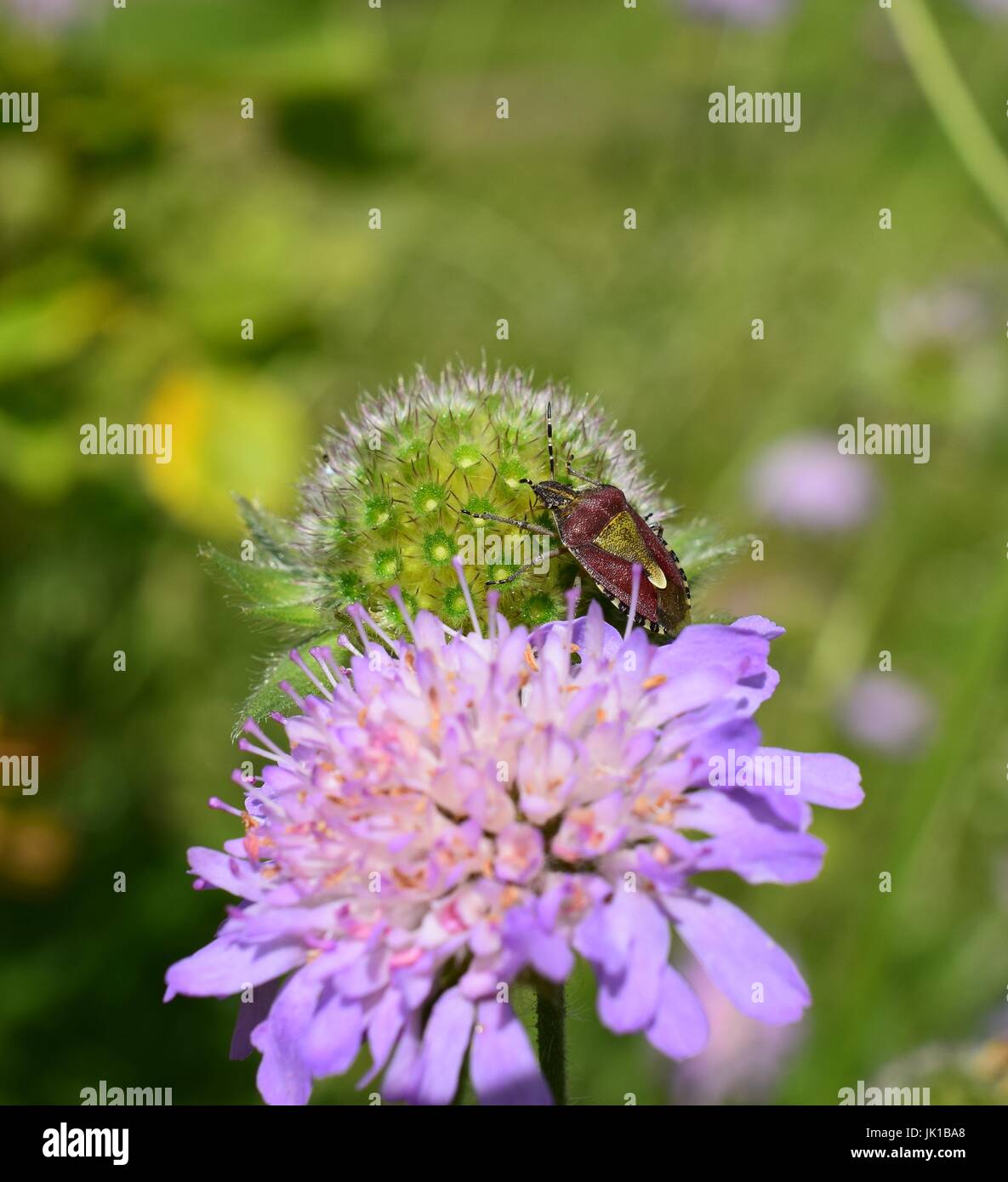 Colorful shield bug standing on a field scabious Stock Photo - Alamy