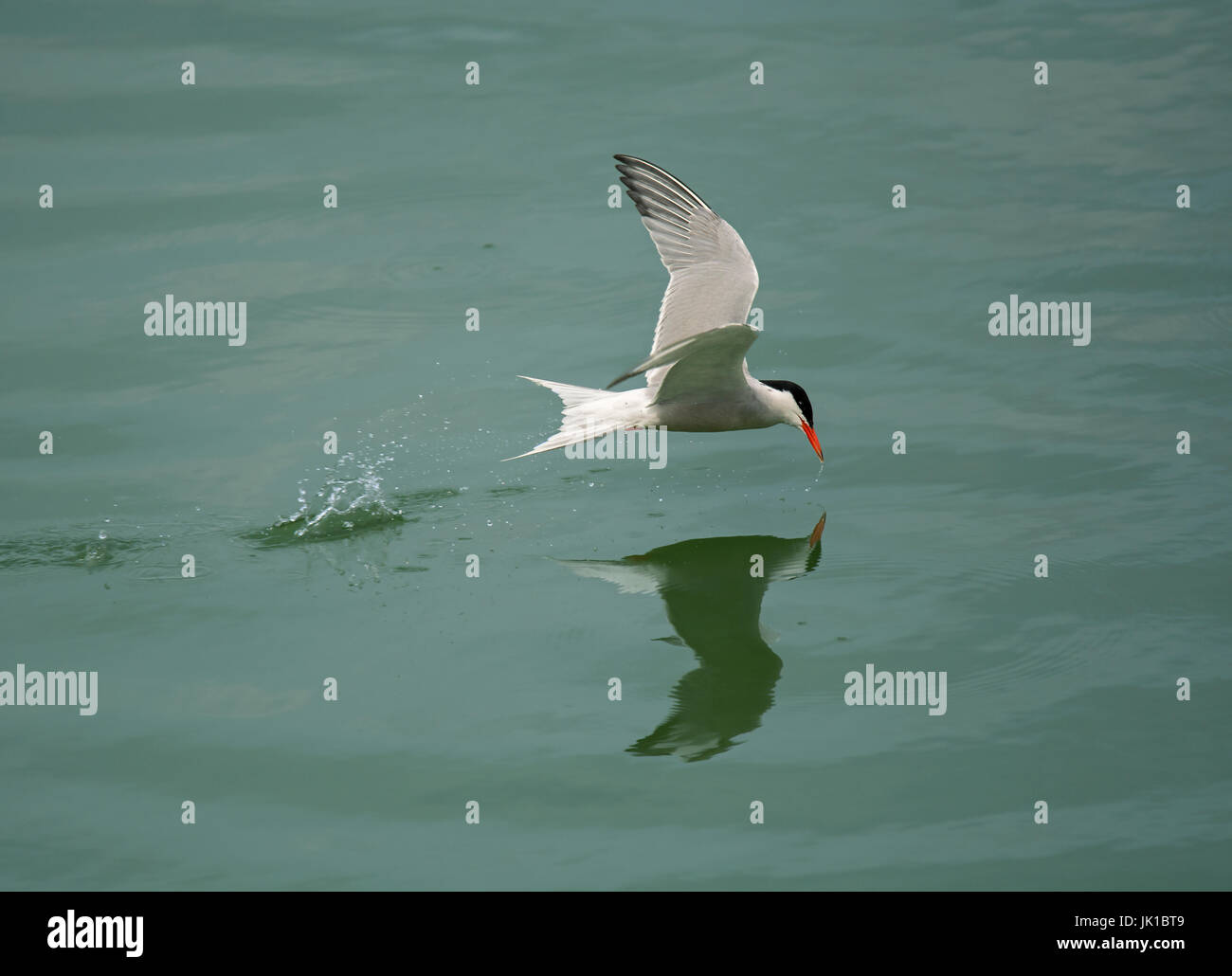 Common tern, Sterna hirundo, in flight over water Stock Photo - Alamy