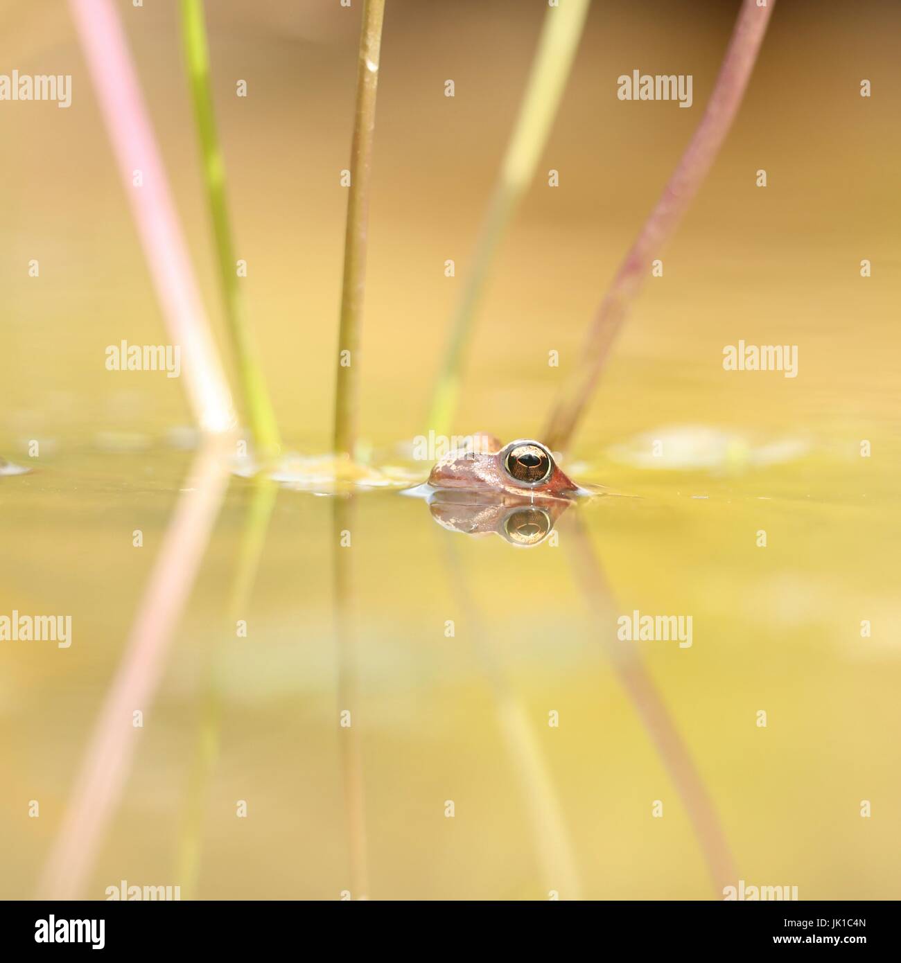 Rainbow frog hi-res stock photography and images - Alamy