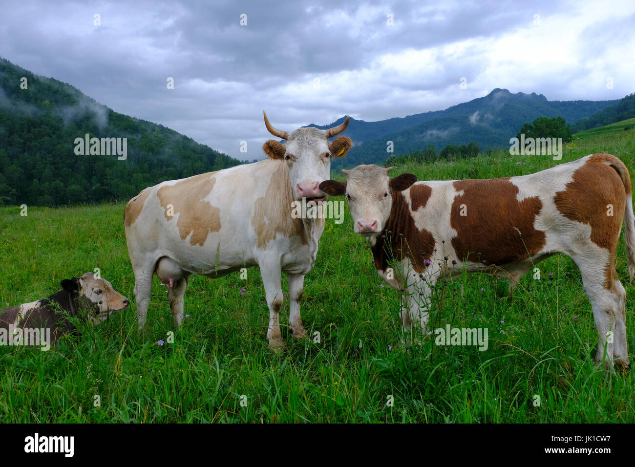 Russian cows hi-res stock photography and images - Alamy