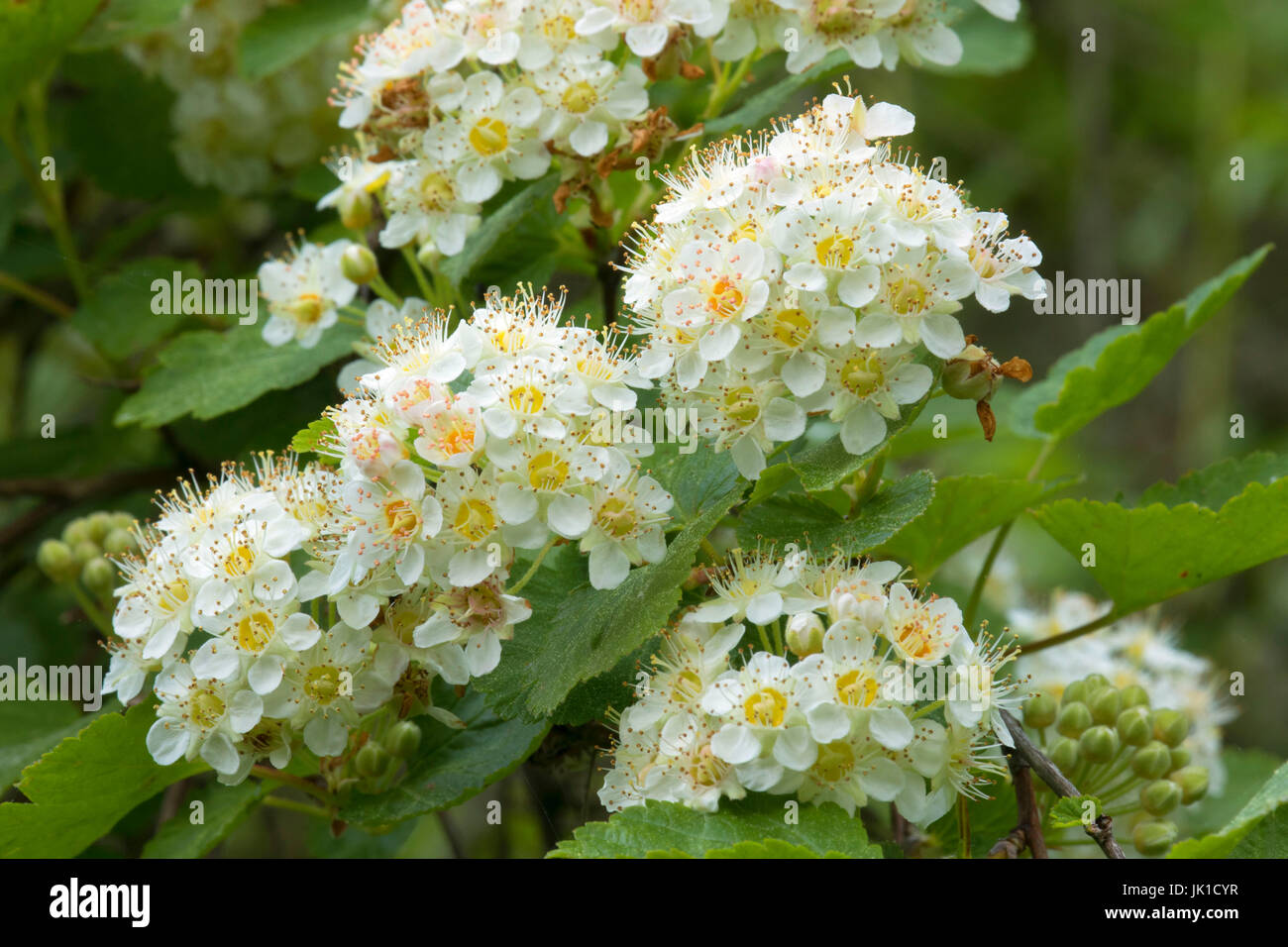 Ninebark bloom, Cougar Bay Preserve, Idaho Stock Photo - Alamy