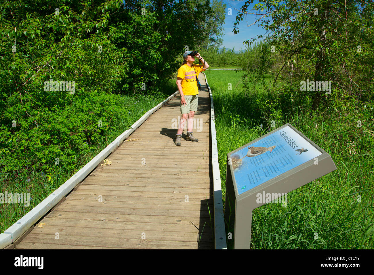 Wetland Trail boardwalk, Blackwell Island Recreation Site, Idaho Stock ...
