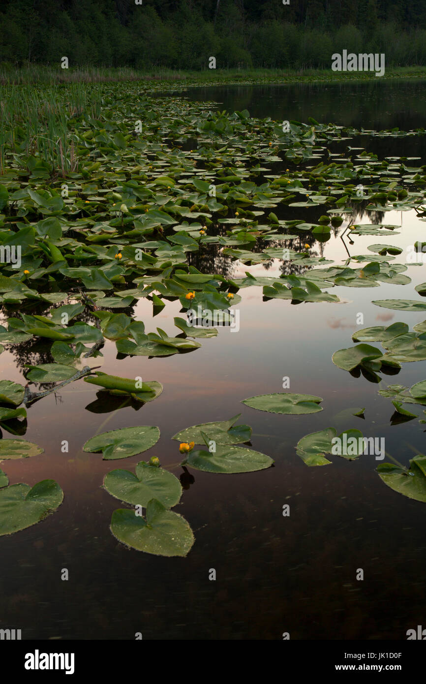 Cow lilies hi-res stock photography and images - Alamy