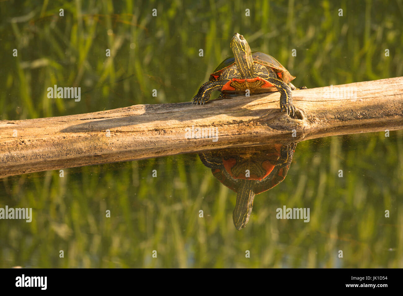 Western auto hi-res stock photography and images - Alamy