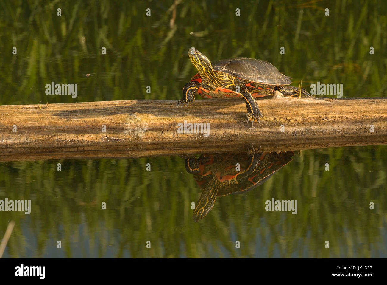 Western painted turtle, Kootenai National Wildlife Refuge, Idaho Stock ...