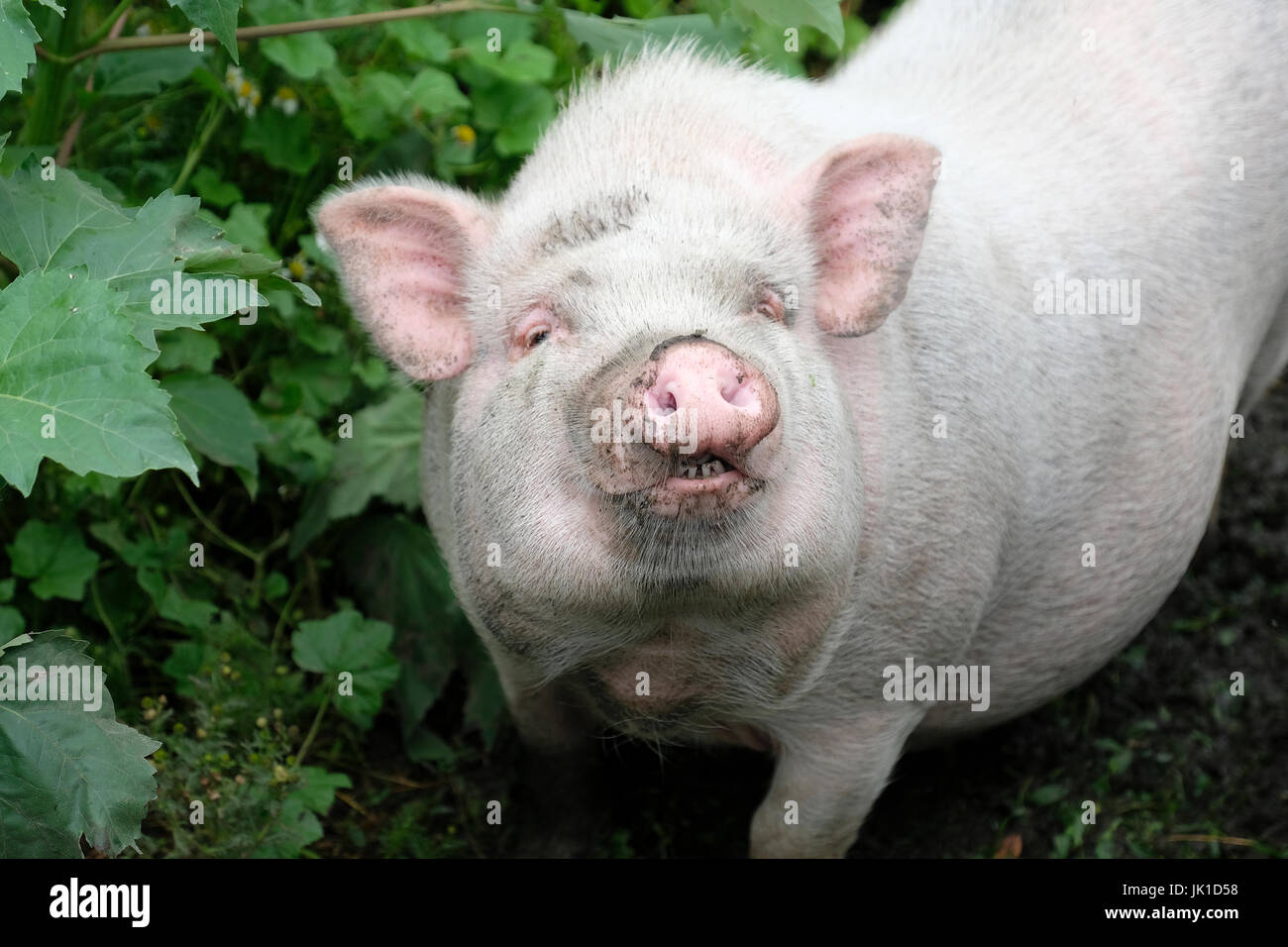 A North Siberian white pig breed in Novosibirsk Oblast in Siberia ...