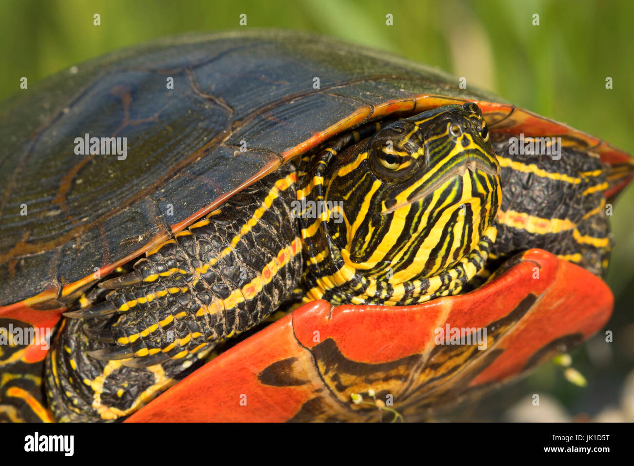 Chrysemys picta bellii hi-res stock photography and images - Alamy