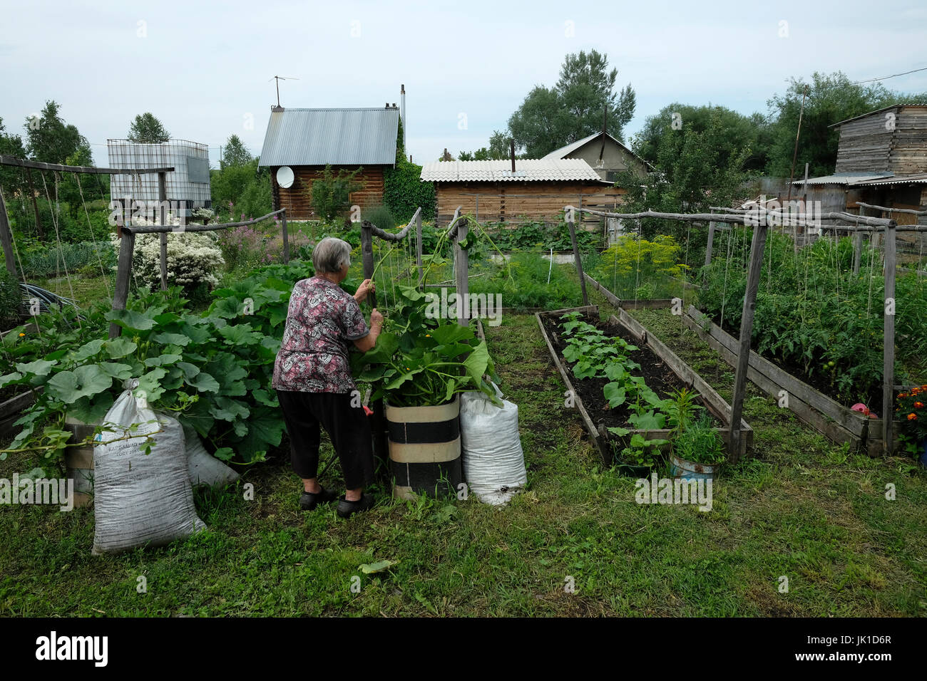 A villager harvesting in Kokorin's goat farm in the village of ...