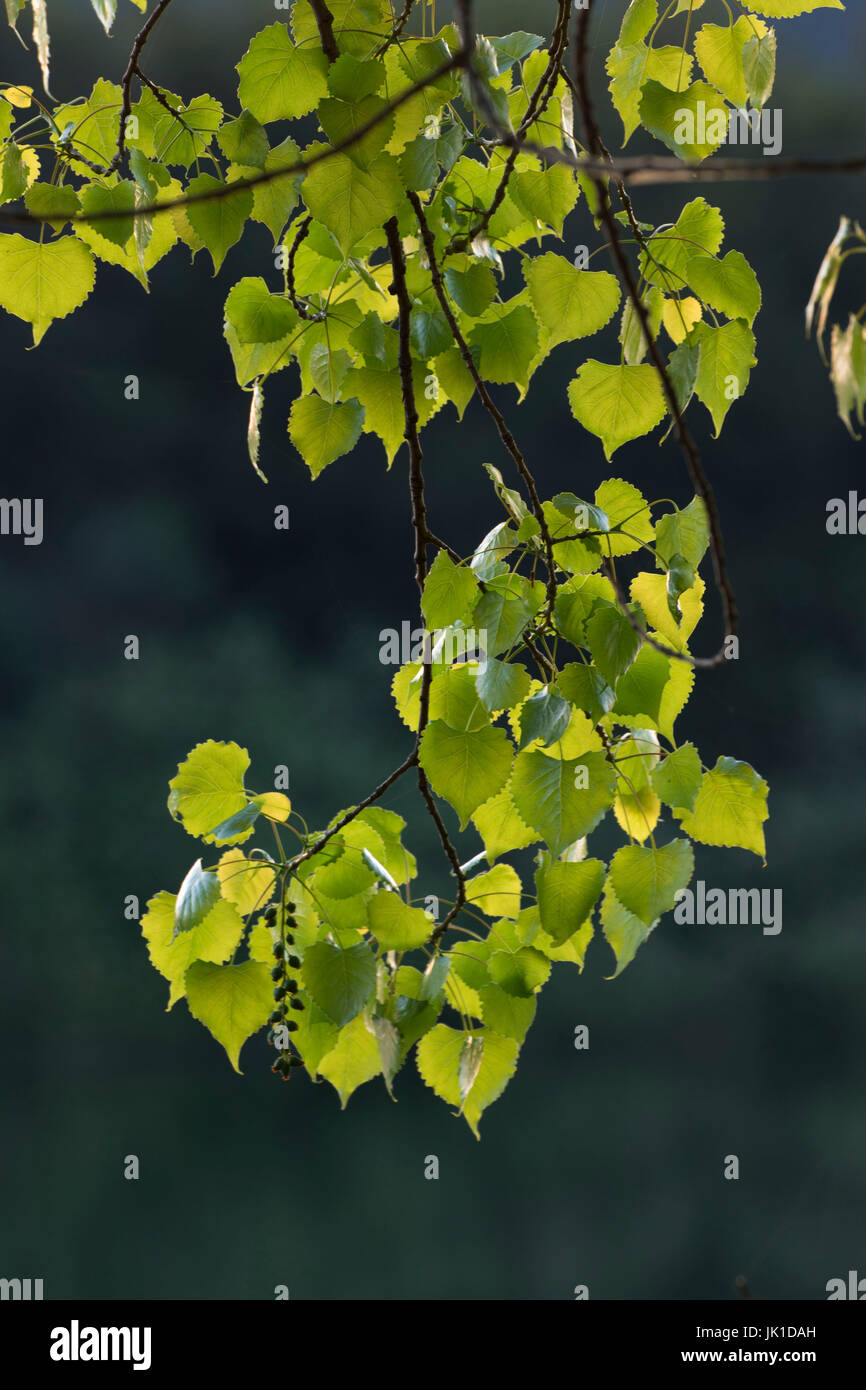 Cottonwood leaves hi-res stock photography and images - Alamy