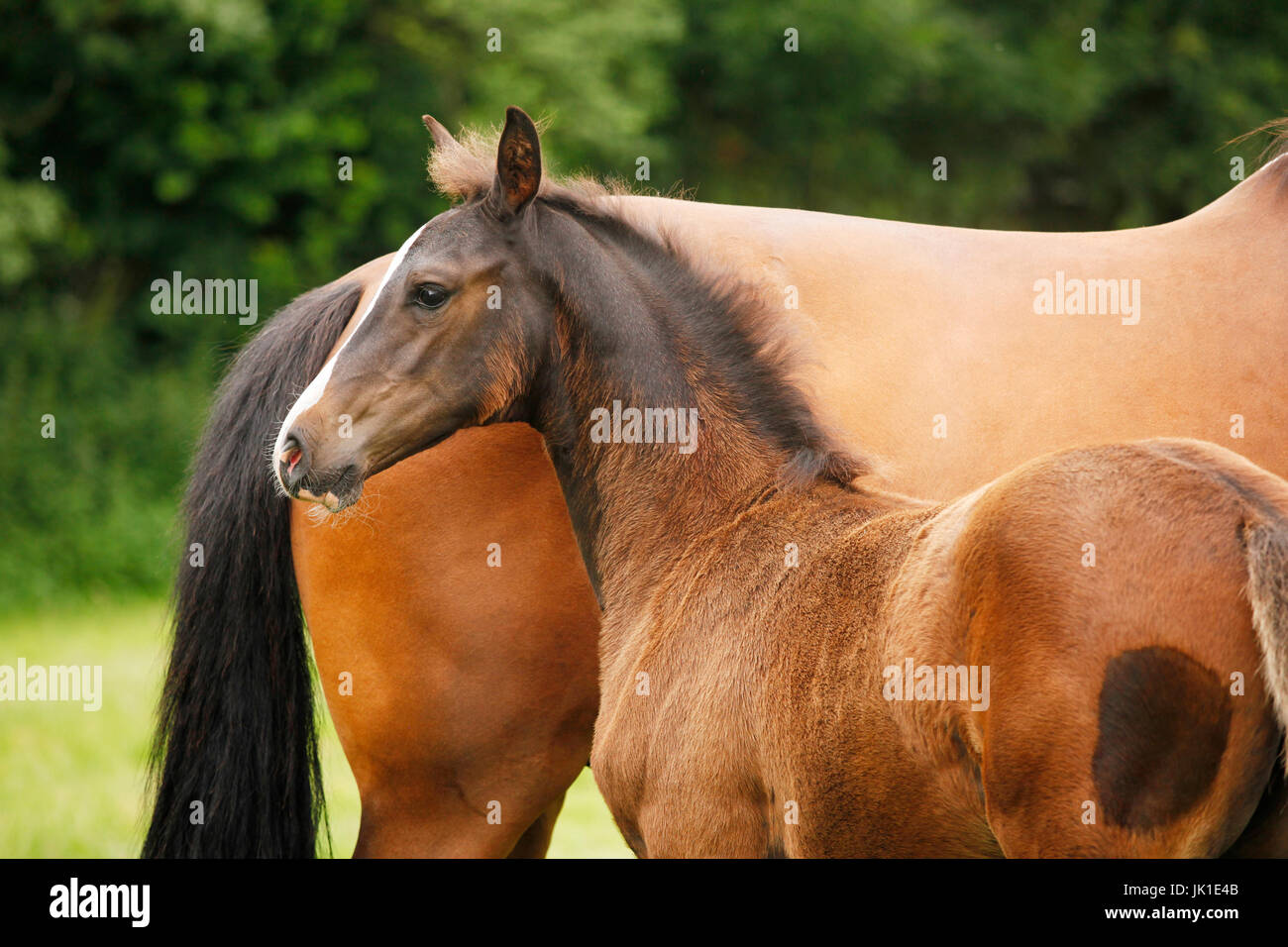 A brown Holstein foal standing on a pasture stands next to the mare's ...
