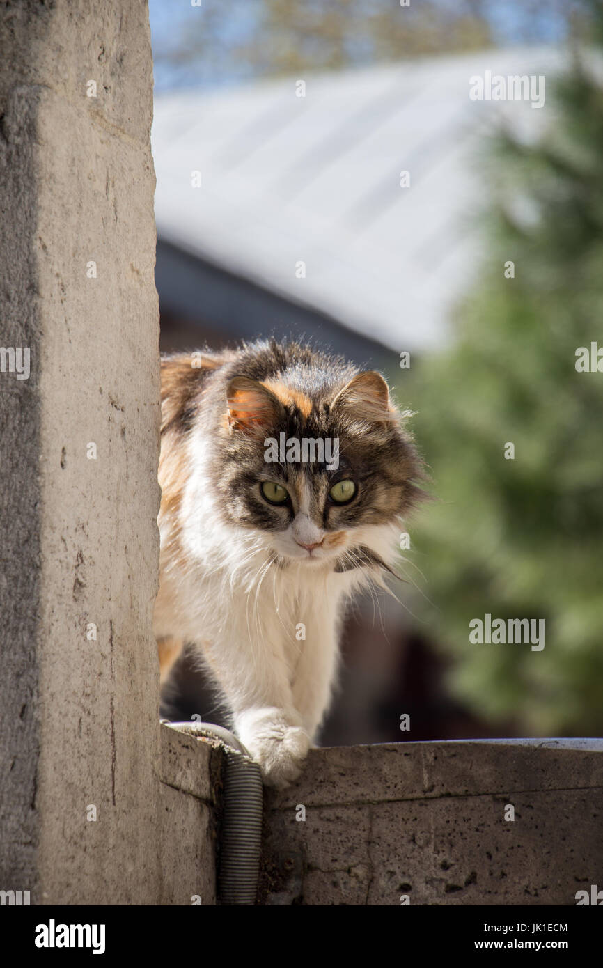 Stray cat in the street Stock Photo - Alamy